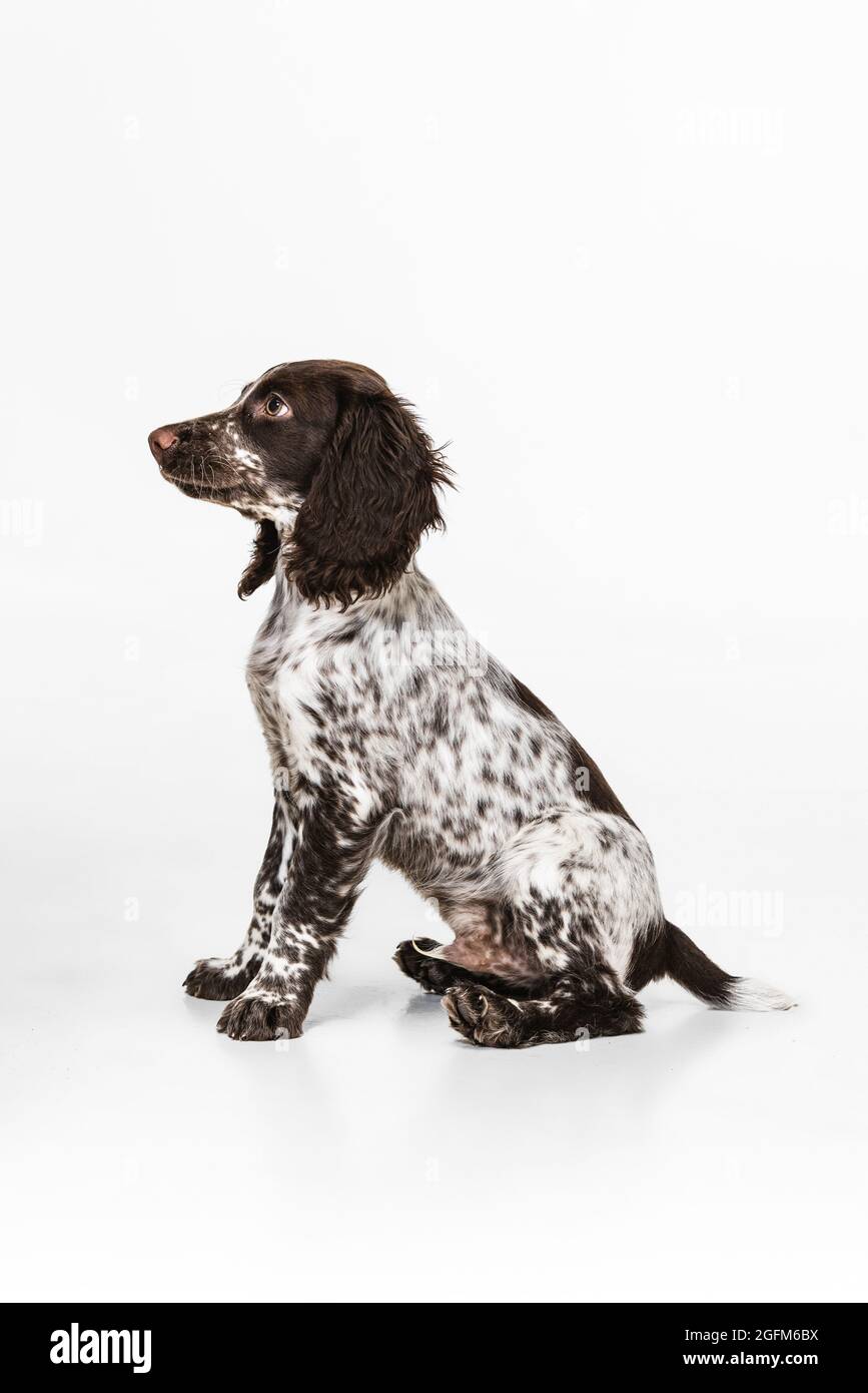 Studio portrait of puppy spaniel dog calmly sitting on white background ...