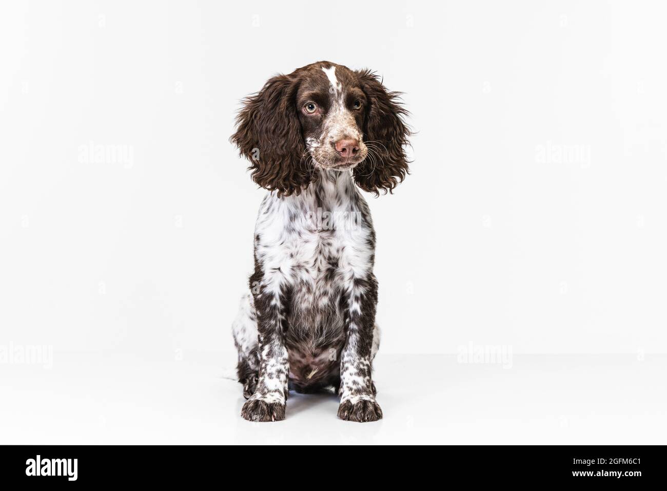 Studio portrait of puppy spaniel dog calmly sitting on white background ...