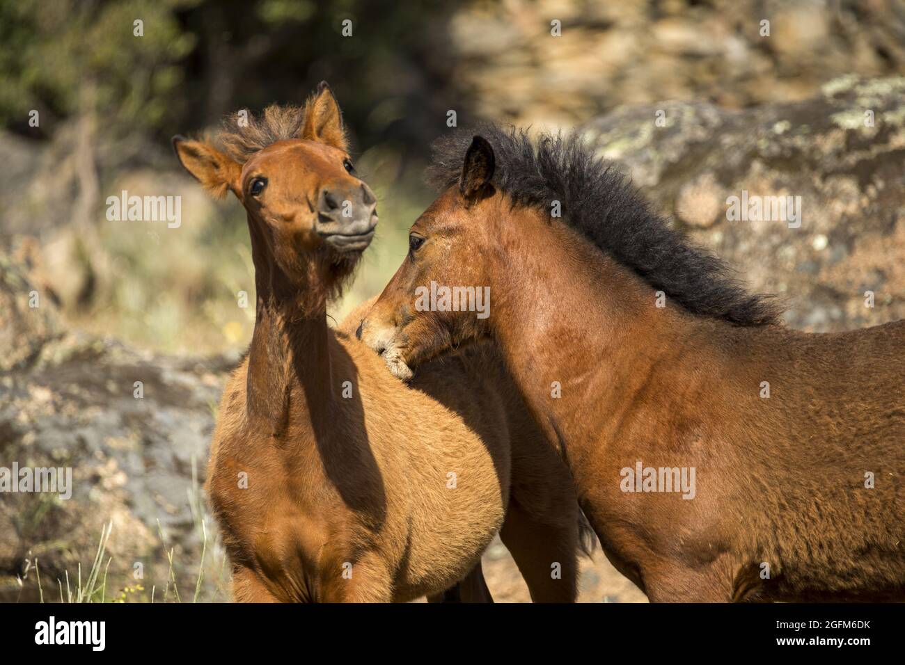 Wild and endangered Garrano horses, Faia Brava, Greater Coa Valley ...