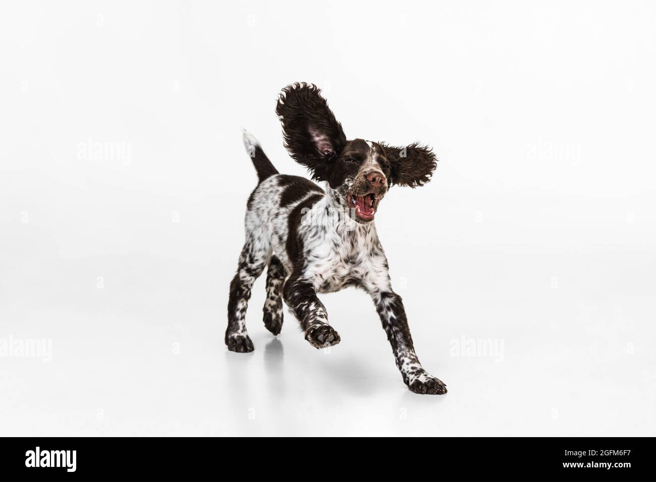 Joyfully running and playing spaniel dog on white studio background ...