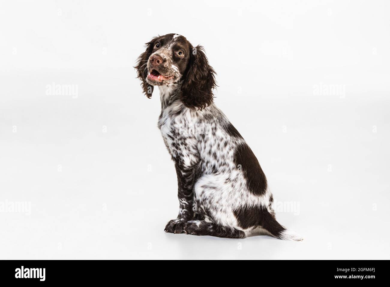 Calmly sitting and smiling spaniel dog on white studio background Stock ...