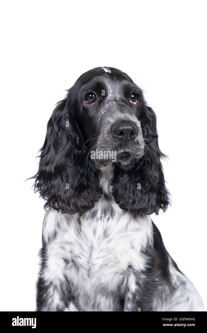 Full body portrait of a cute English cocker spaniel sitting looking at ...