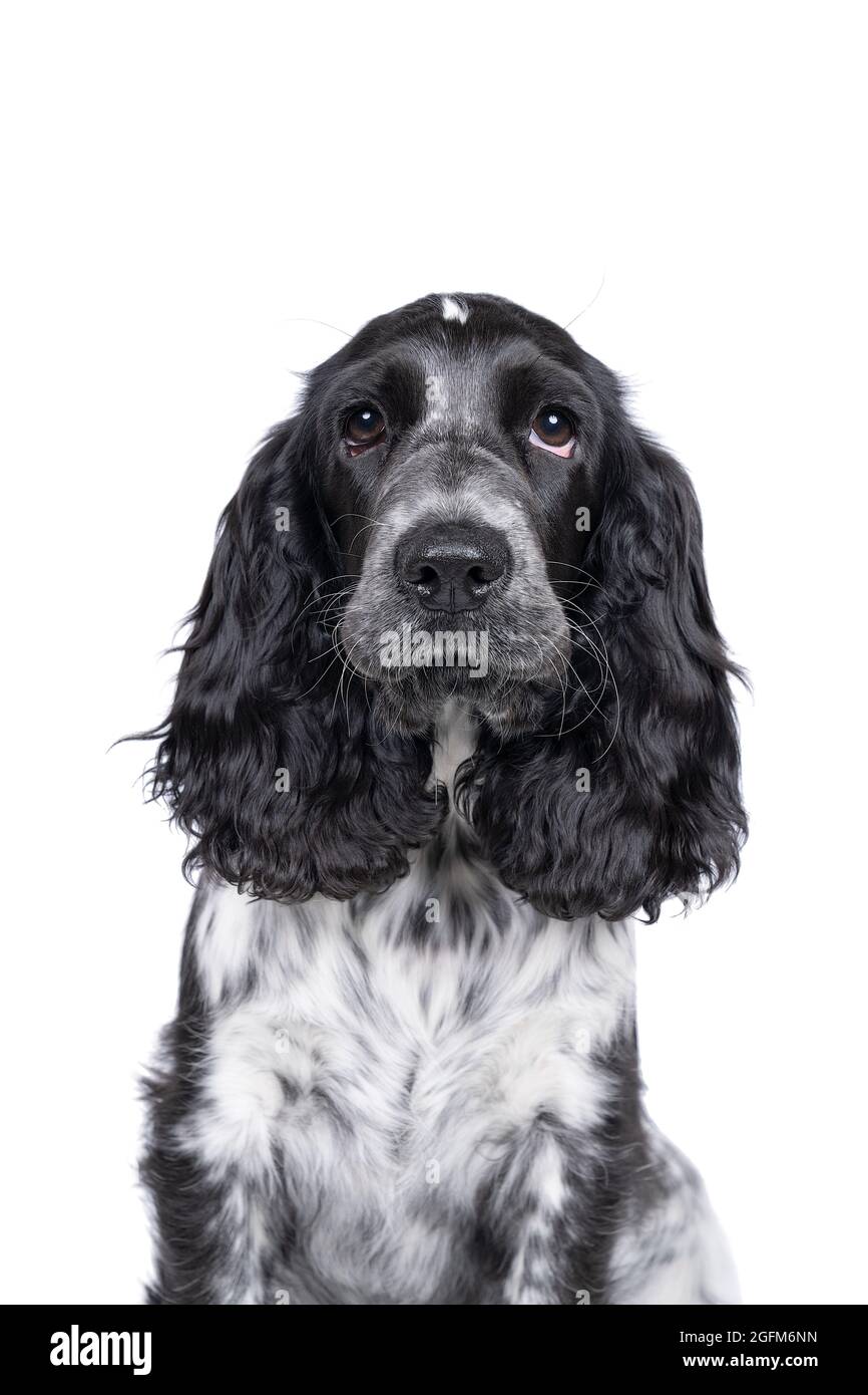 Full body portrait of a cute English cocker spaniel sitting looking at ...