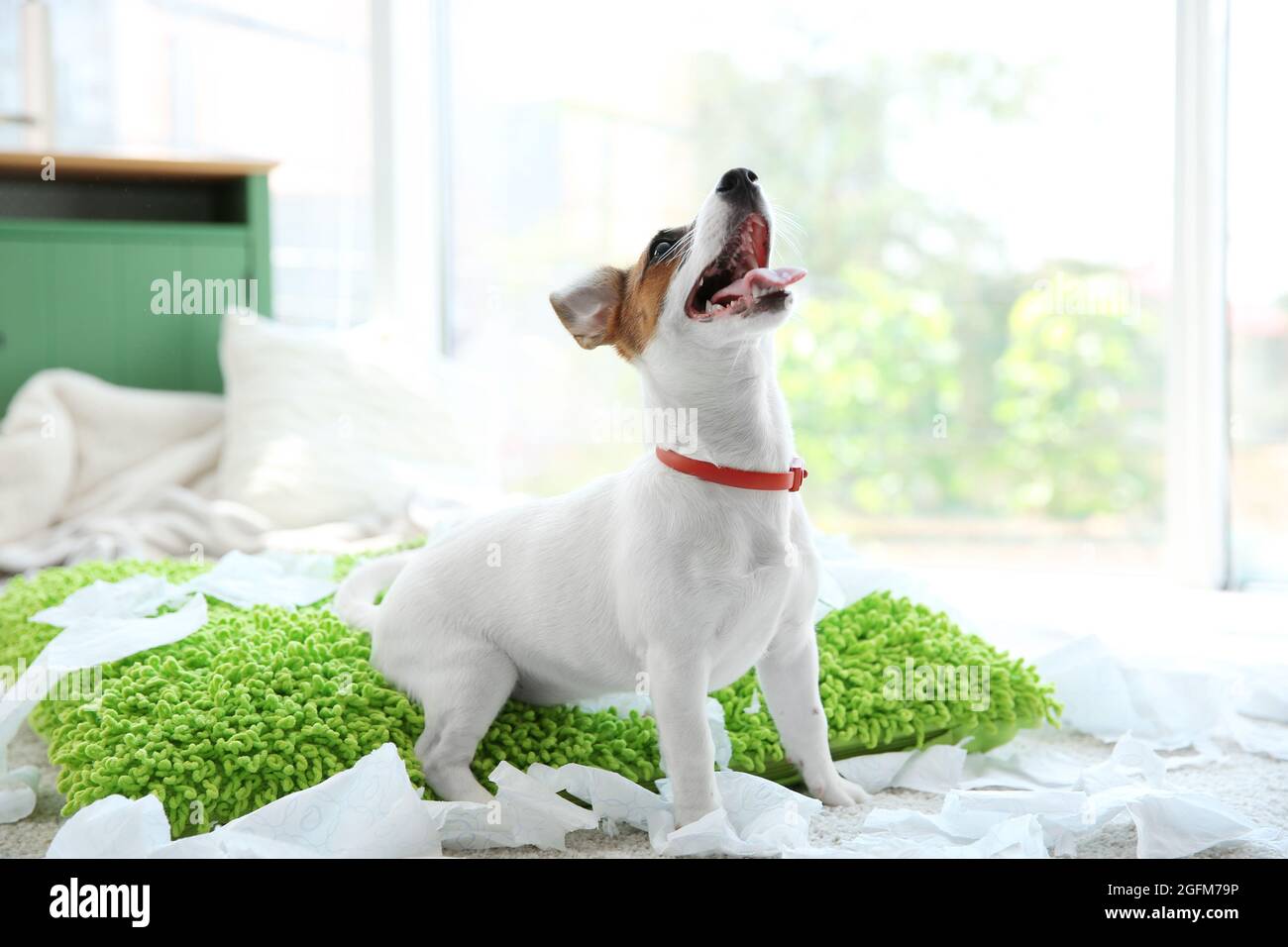 Jack Russell Terrier biting paper at home Stock Photo - Alamy