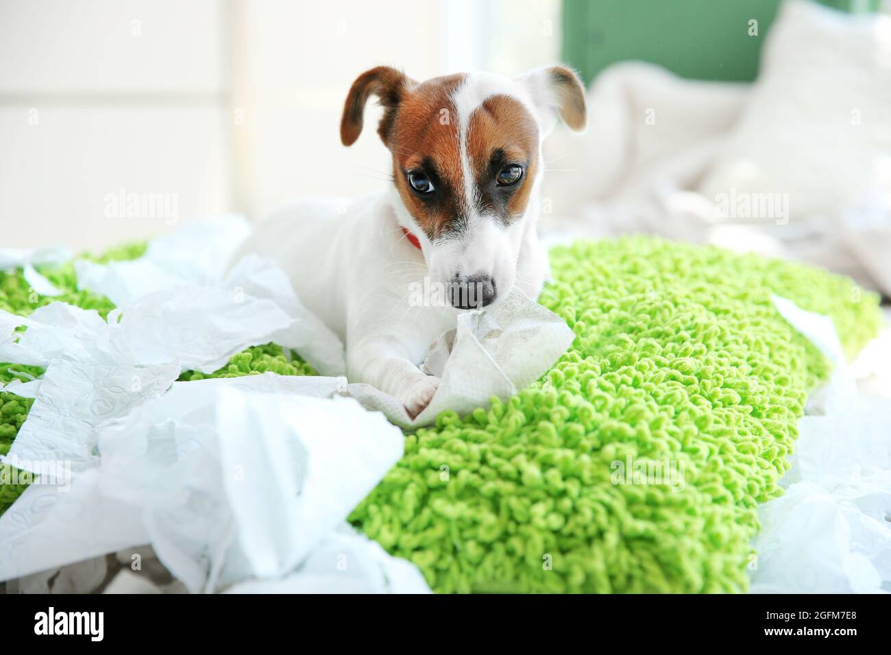 Jack Russell Terrier biting paper at home Stock Photo - Alamy