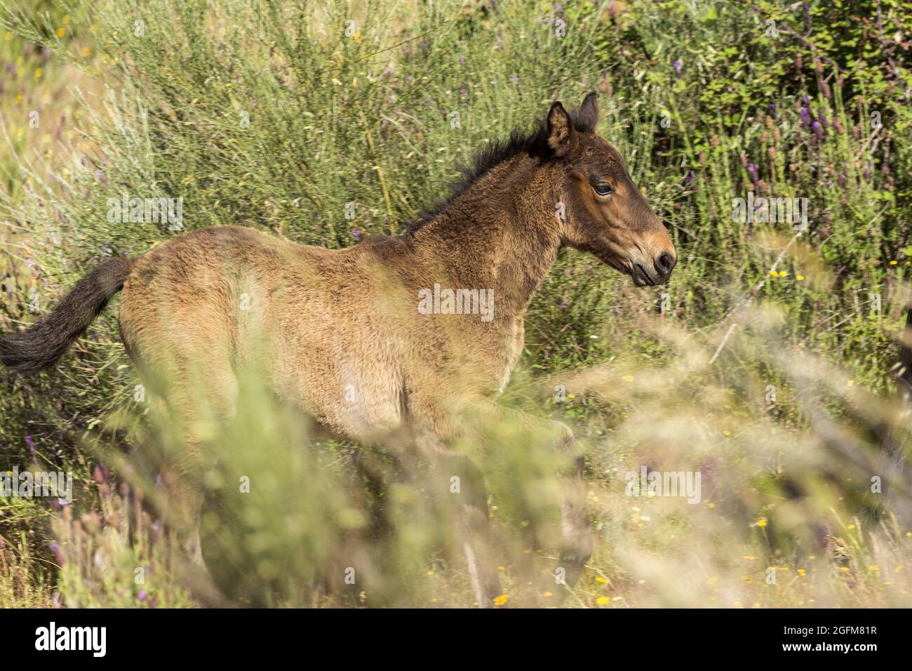 Wild and endangered Garrano horses, Faia Brava, Greater Coa Valley ...