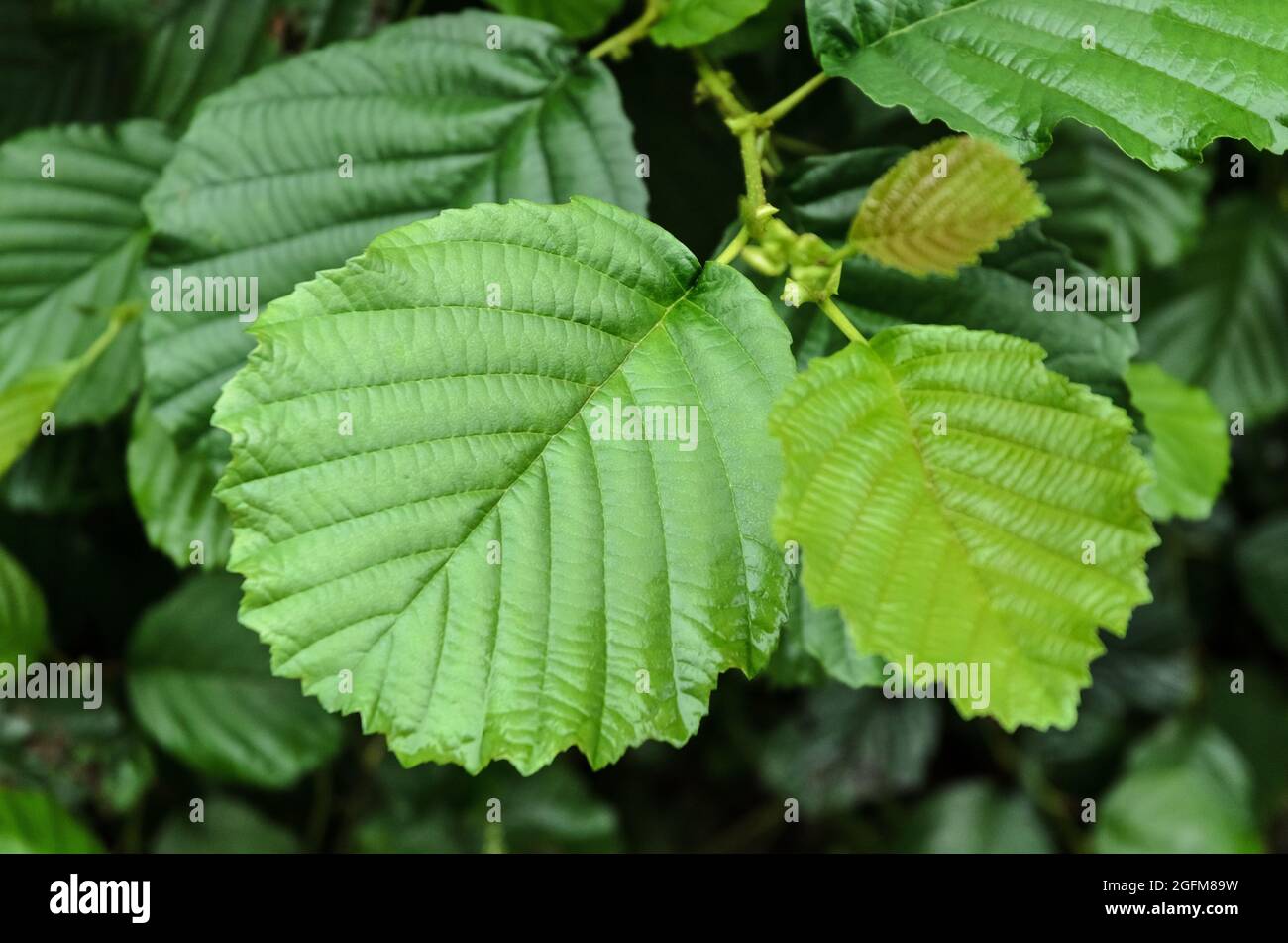 Alnus glutinosa, known as the common alder, black alder, European alder ...