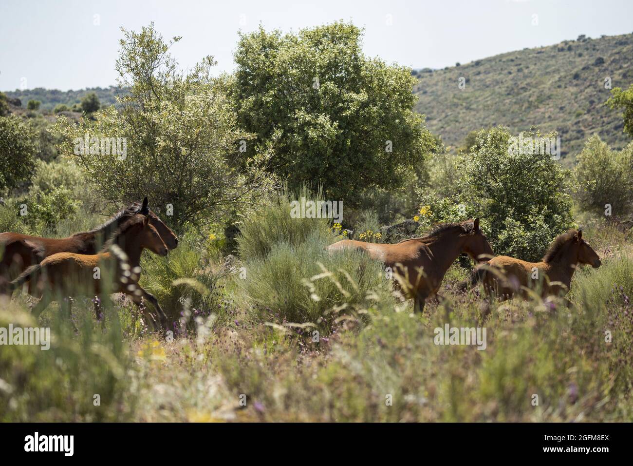 Wild and endangered Garrano horses, Faia Brava, Greater Coa Valley ...