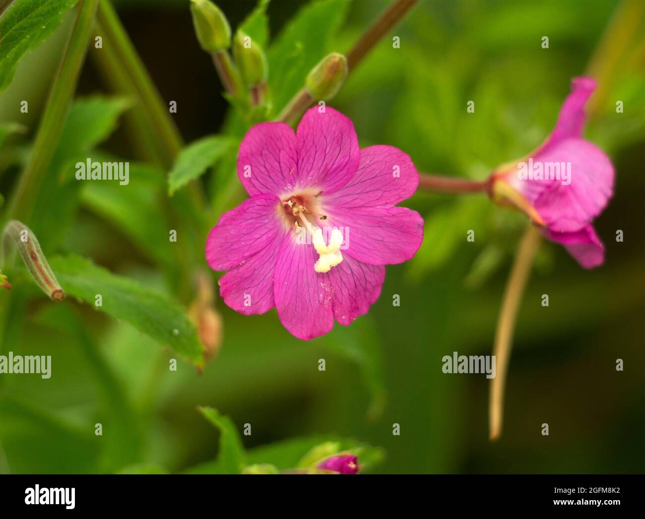 A tall, erect wildflower, the Great Willowherb or 'Codlins and Cream ...