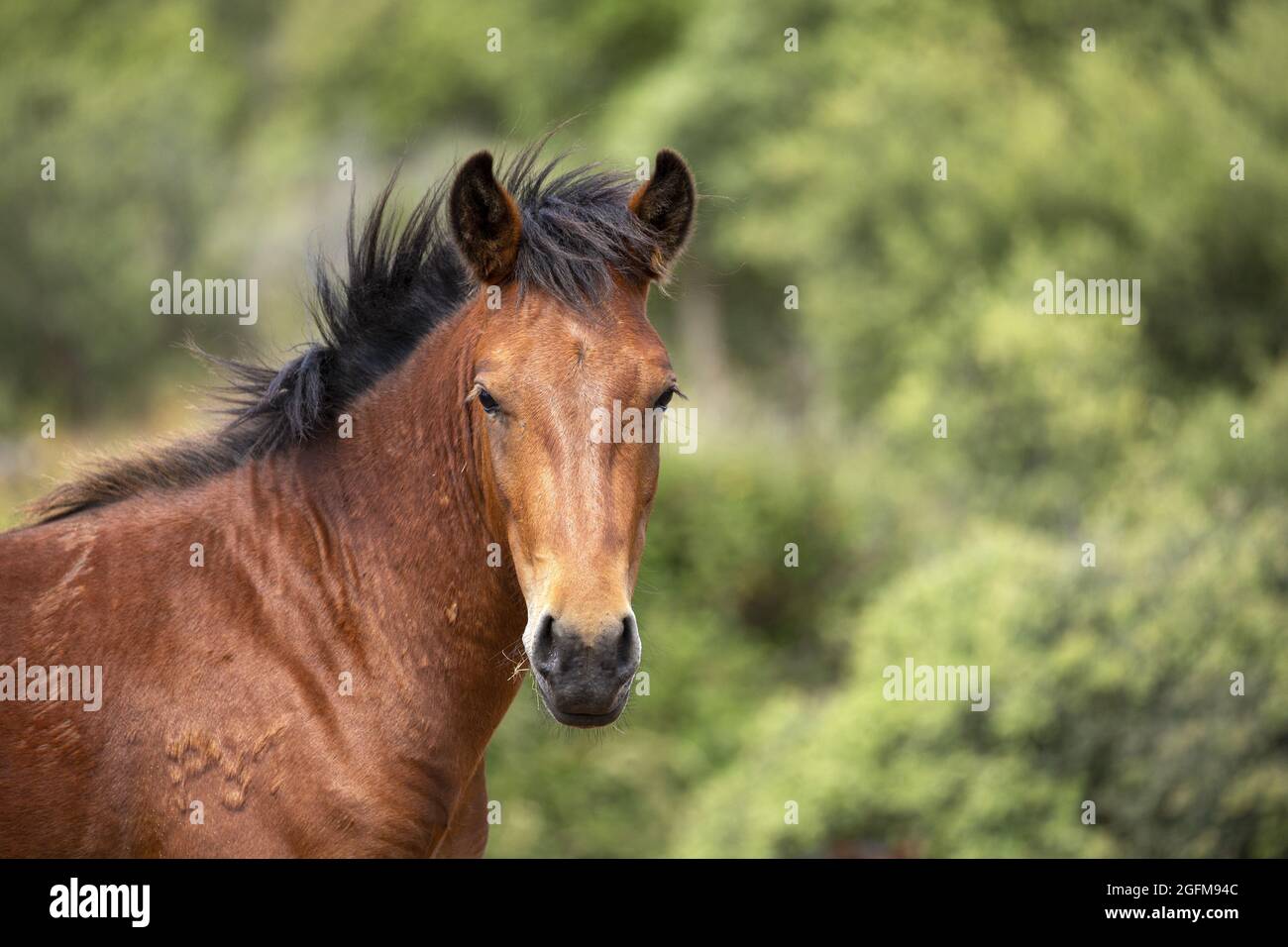 Wild and endangered Garrano horses, Faia Brava, Greater Coa Valley ...