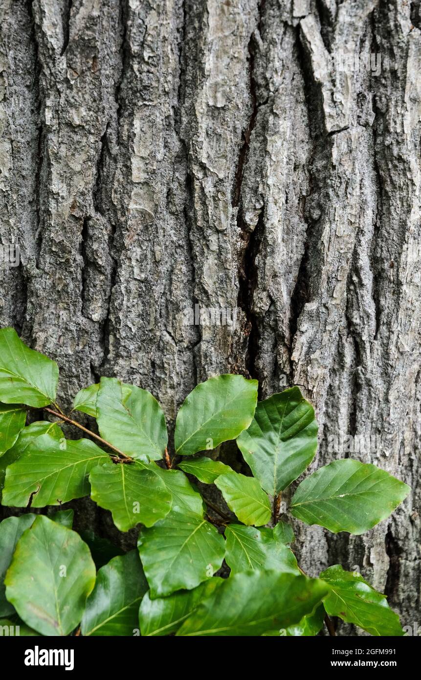 Common beech fagus sylvatica bark hi-res stock photography and images ...