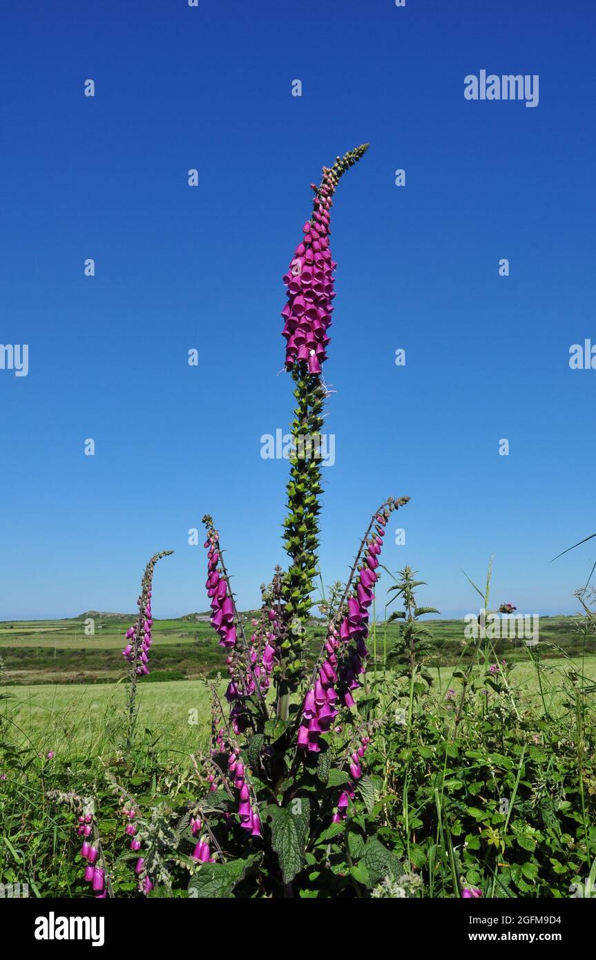 Welsh hedgerow hi-res stock photography and images - Alamy