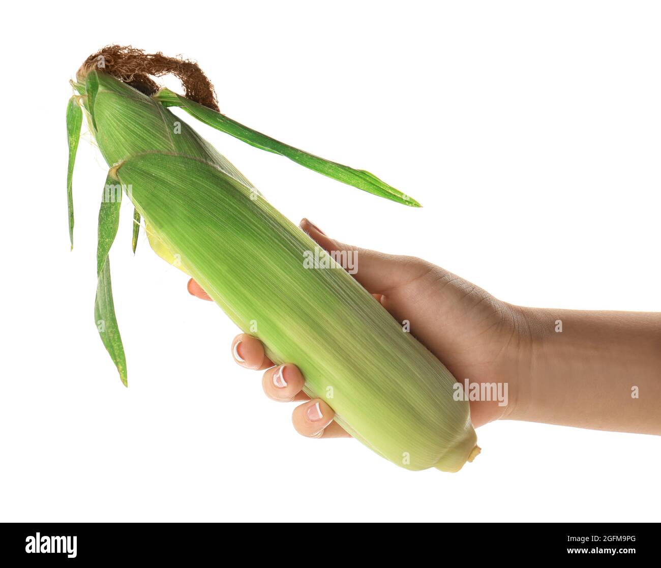 Female hand holding fresh corn on white background Stock Photo - Alamy