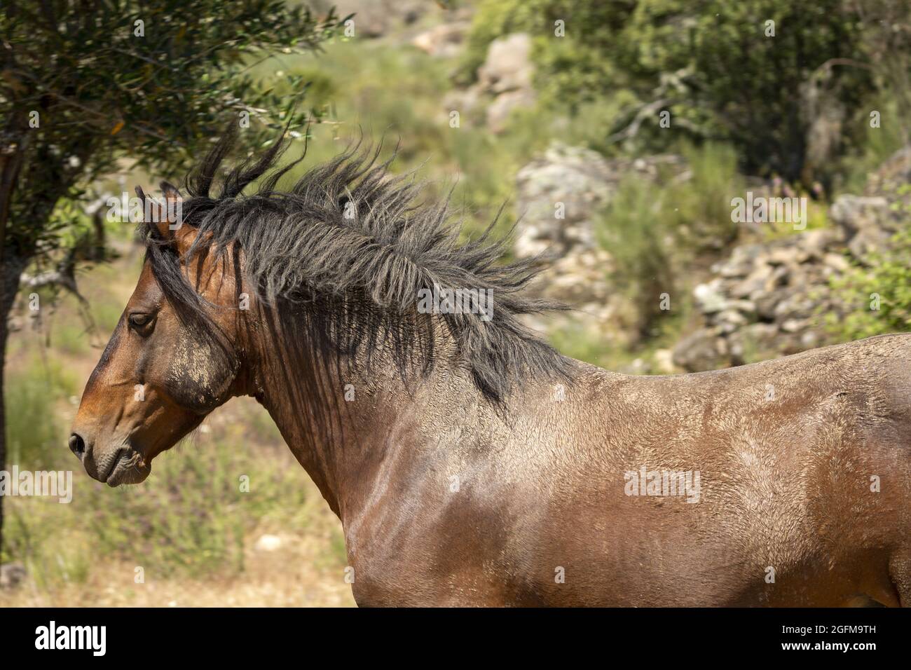 Wild and endangered Garrano horses, Faia Brava, Greater Coa Valley ...