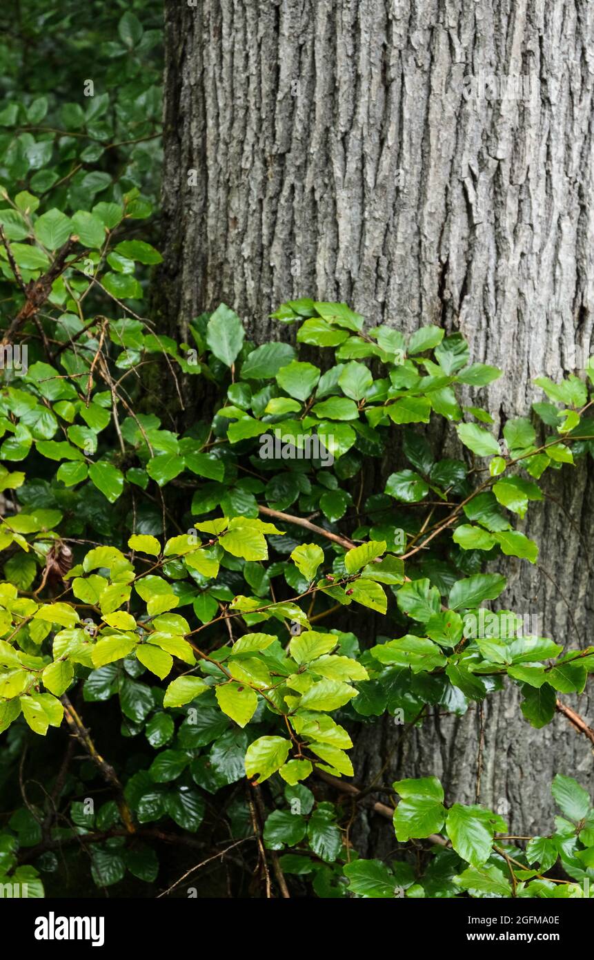 Common Beech Fagus Sylvatica Bark High Resolution Stock Photography and ...