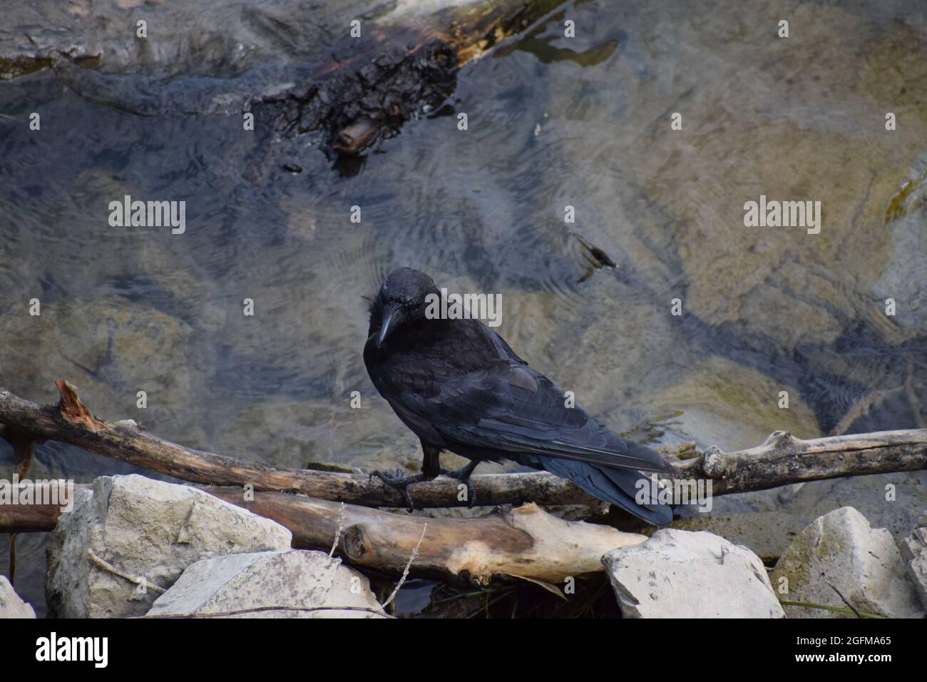 Raven eating an apple hi-res stock photography and images - Alamy