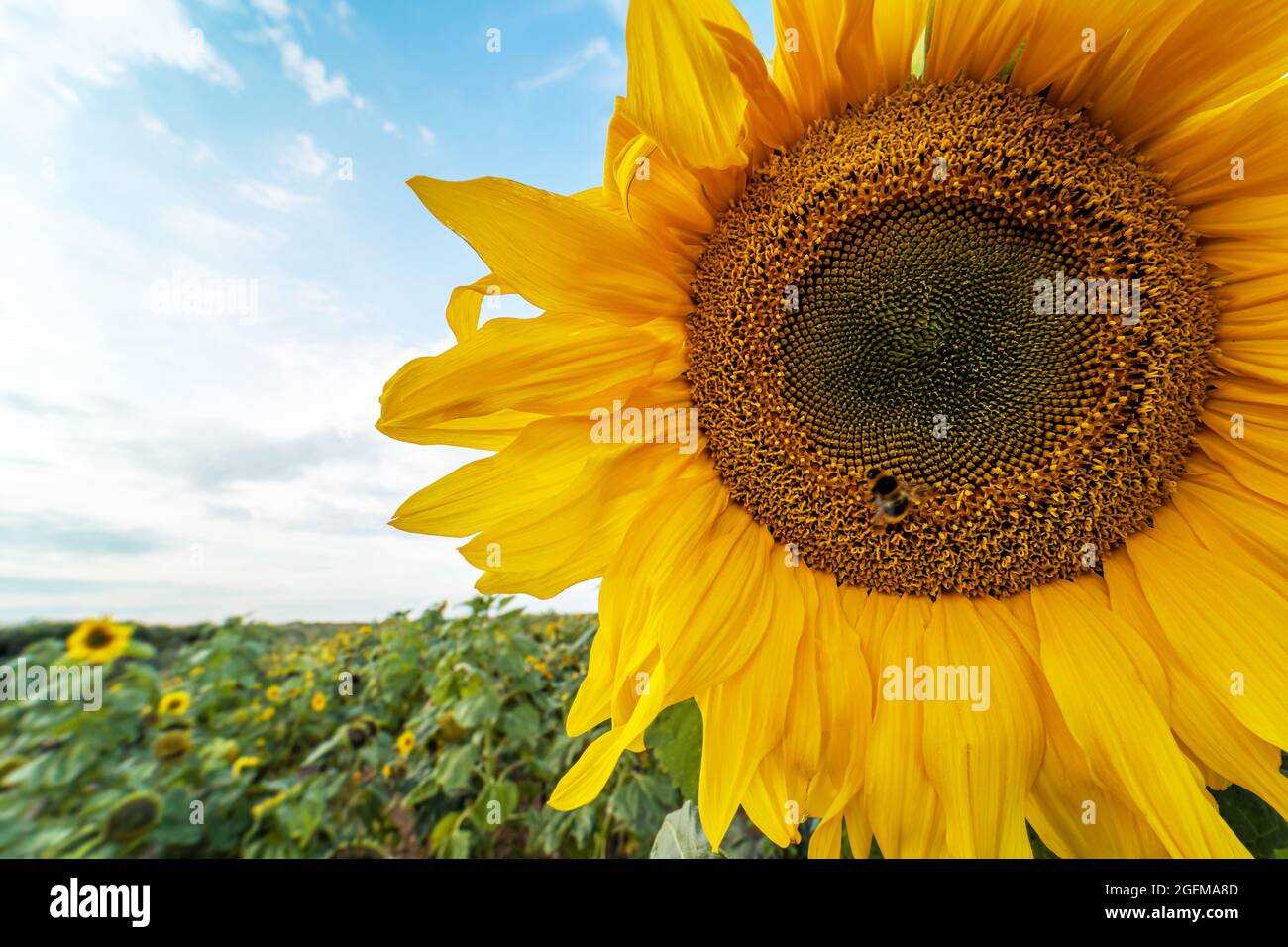 Single big sunflower with bumblebee close-up. Blue sky and sunflower ...