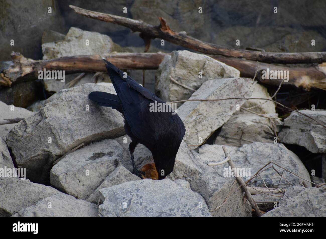 Raven eating an apple hi-res stock photography and images - Alamy