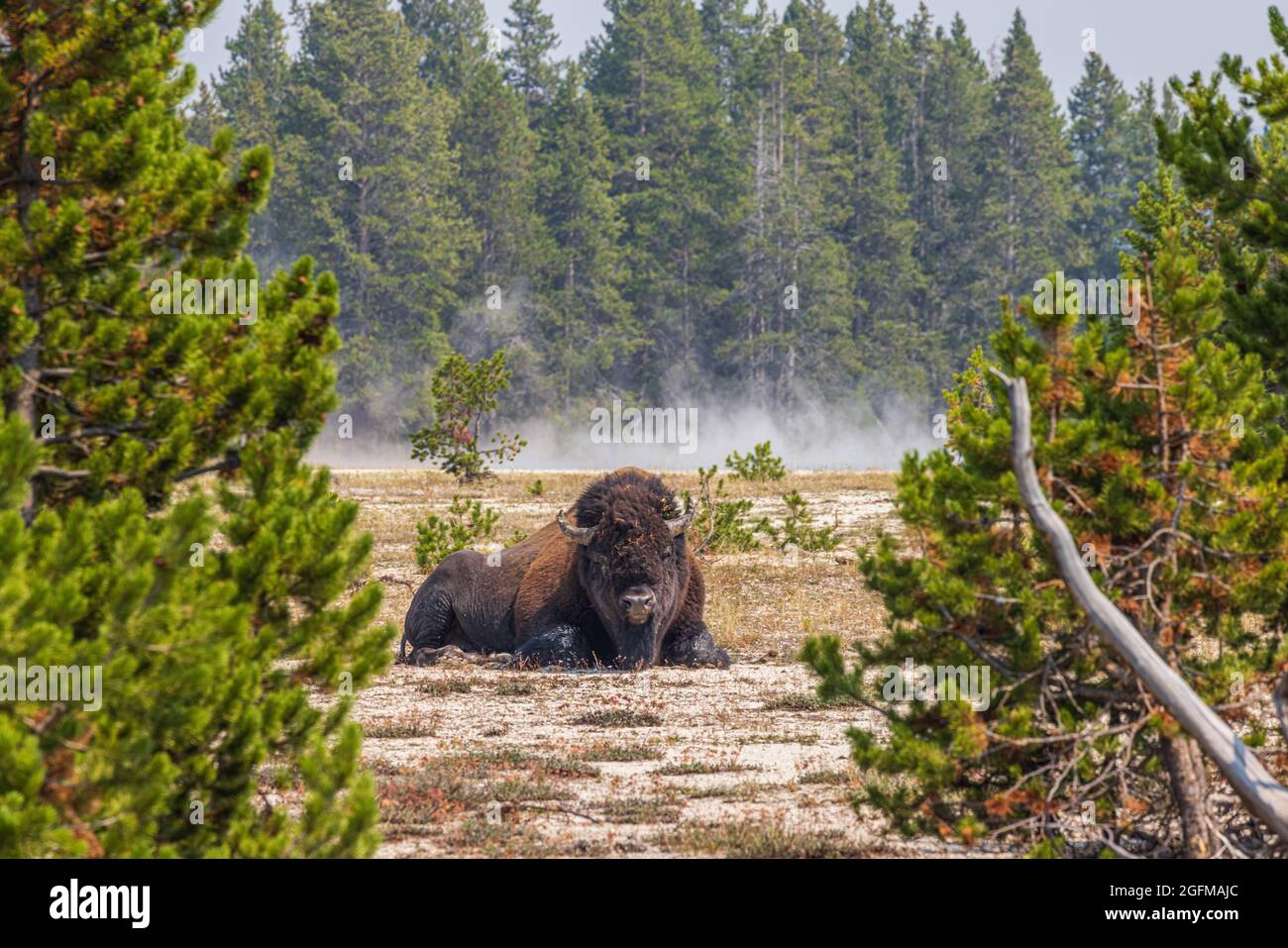 American buffalo laying in hi-res stock photography and images - Alamy