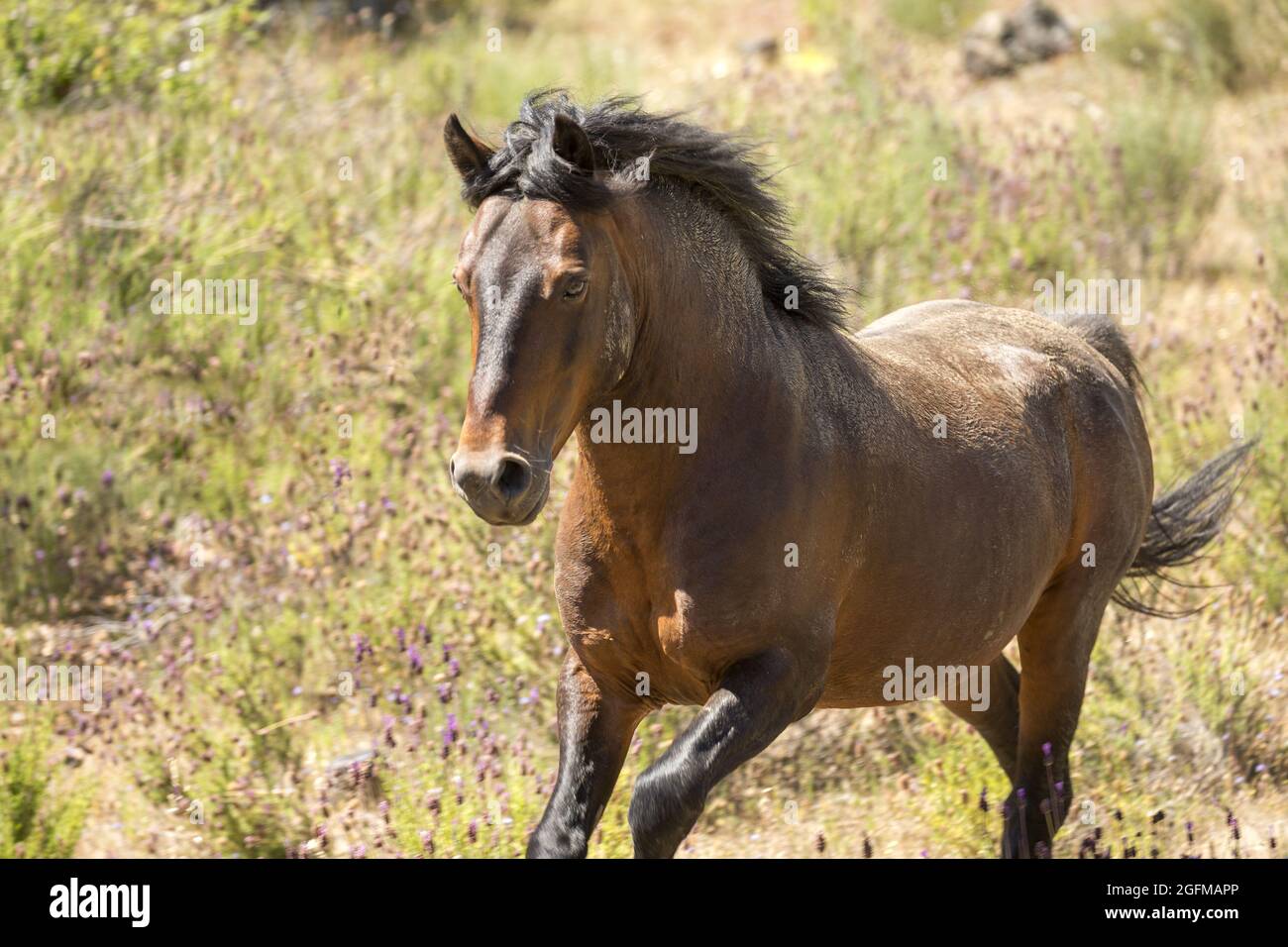Wild and endangered Garrano horses, Faia Brava, Greater Coa Valley ...