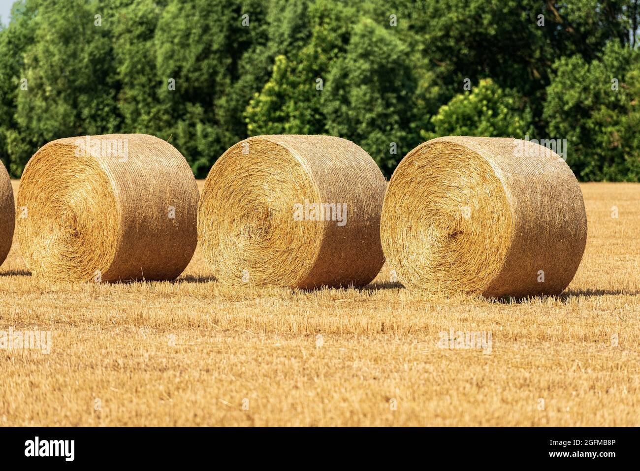 Three hay bales in a row in a summer sunny day with green trees on ...