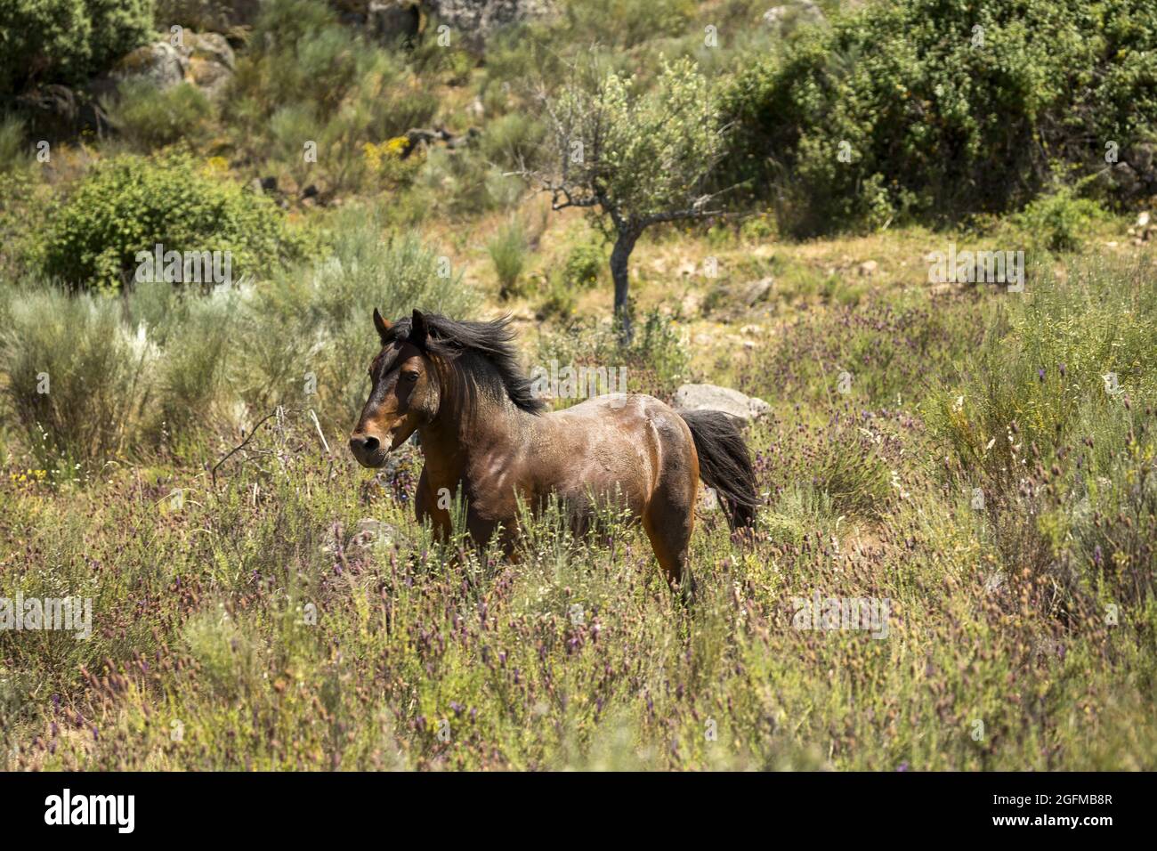 Portuguese horses hi-res stock photography and images - Alamy