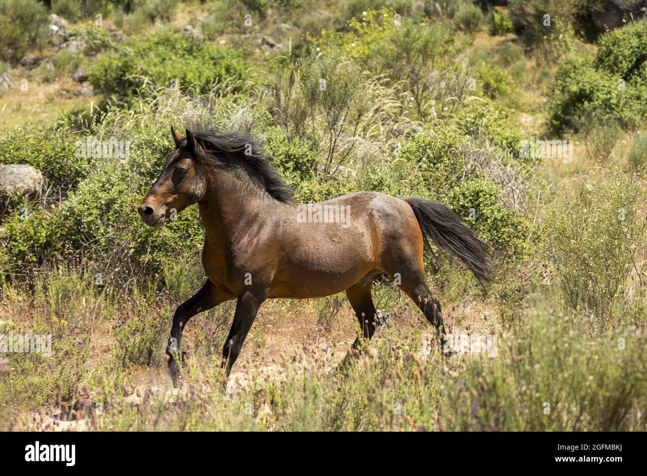 Wild and endangered Garrano horses, Faia Brava, Greater Coa Valley ...