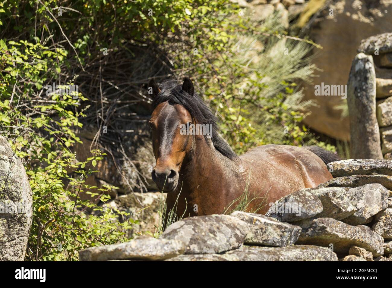 Wild and endangered Garrano horses, Faia Brava, Greater Coa Valley ...