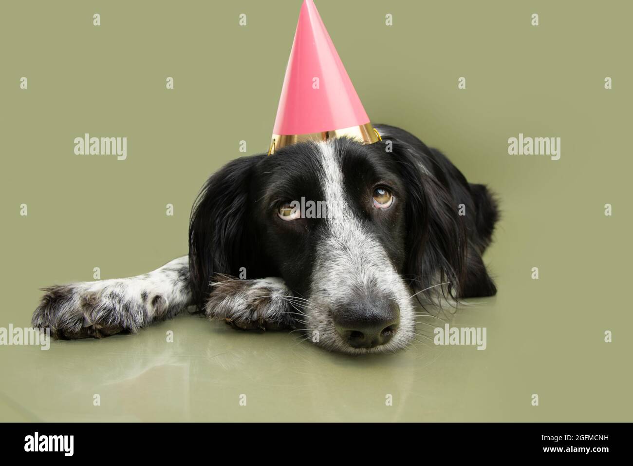 Sad party dog wearing a birthday hat lying down on green background ...