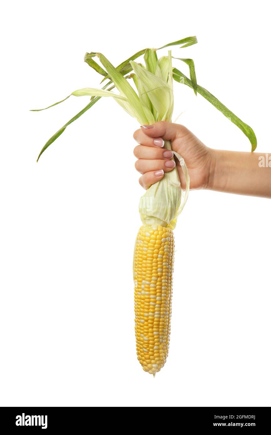 Hands holding maize Cut Out Stock Images & Pictures - Alamy