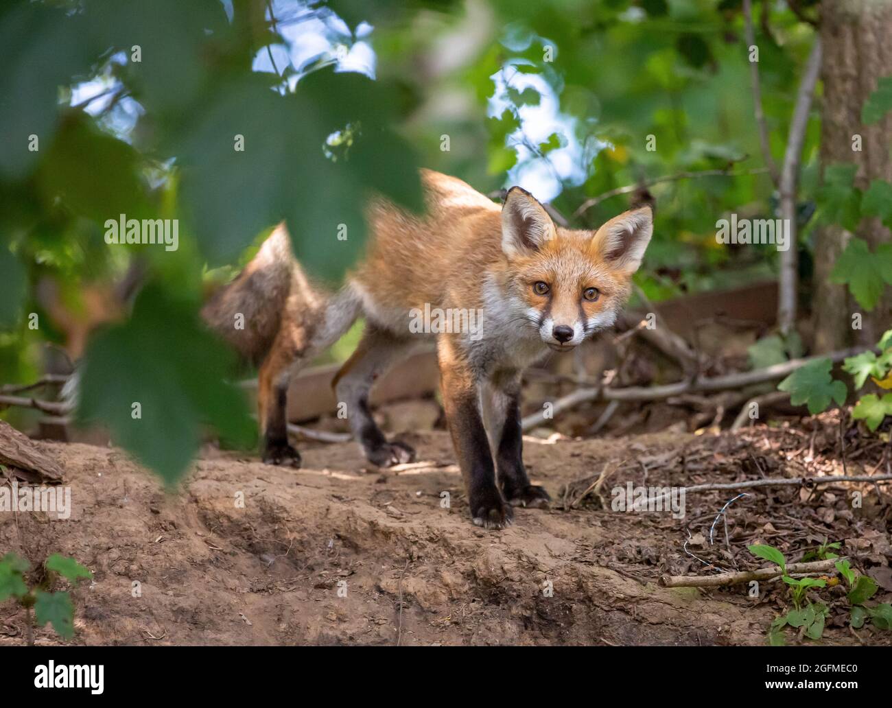 Fox Peering Under A Branch Stock Photo - Alamy