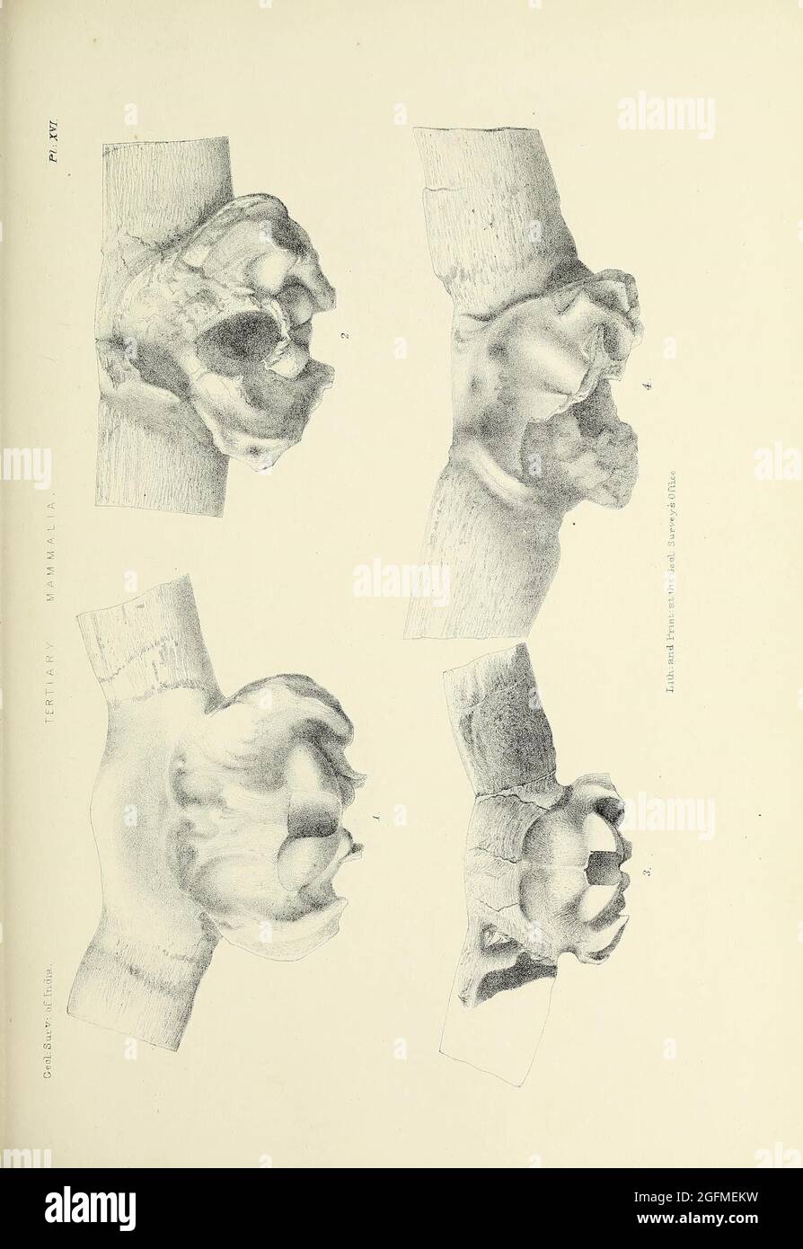 Dead office plant hi-res stock photography and images - Alamy