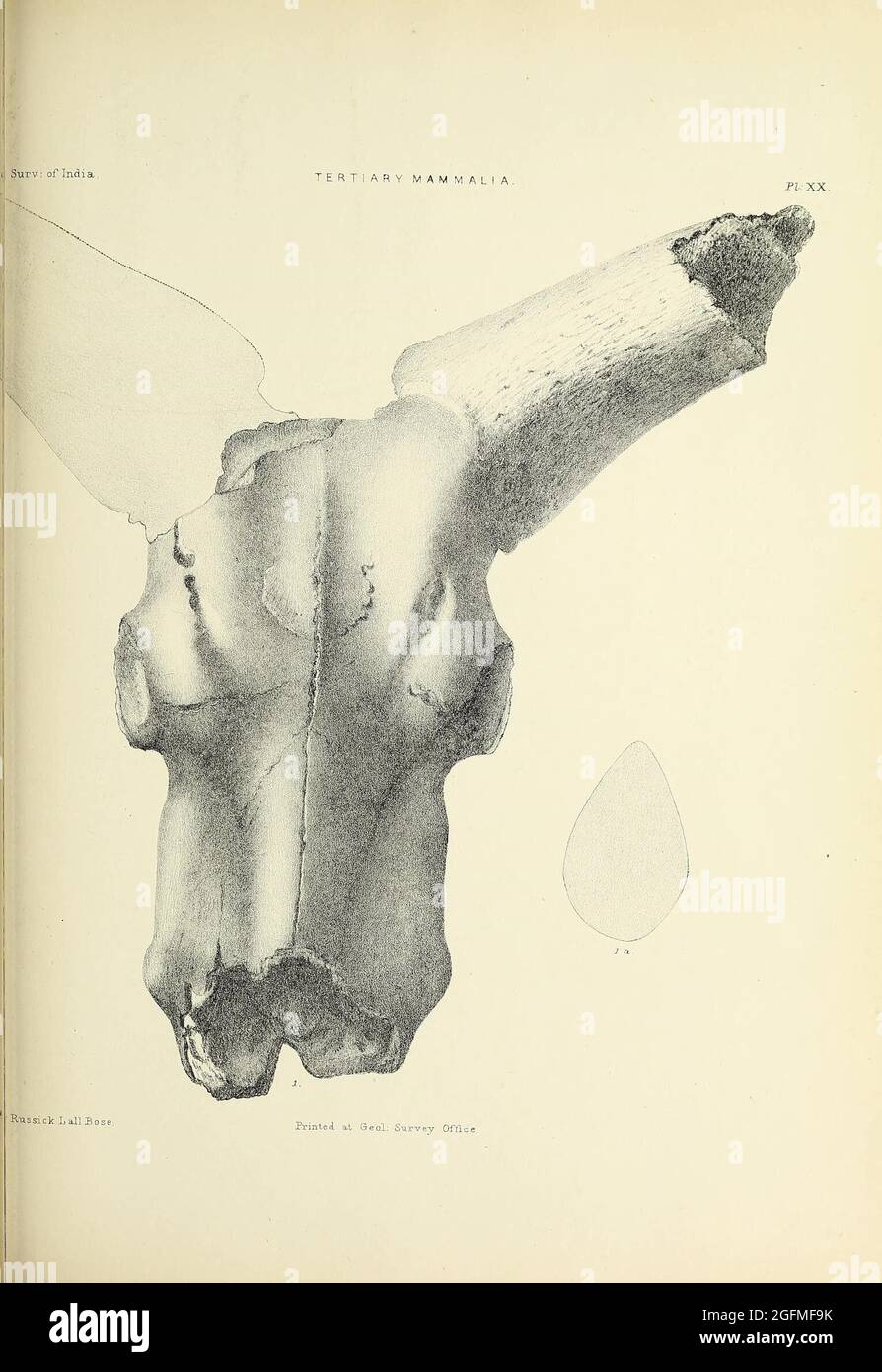 Dead dinosaur sand hi-res stock photography and images - Alamy