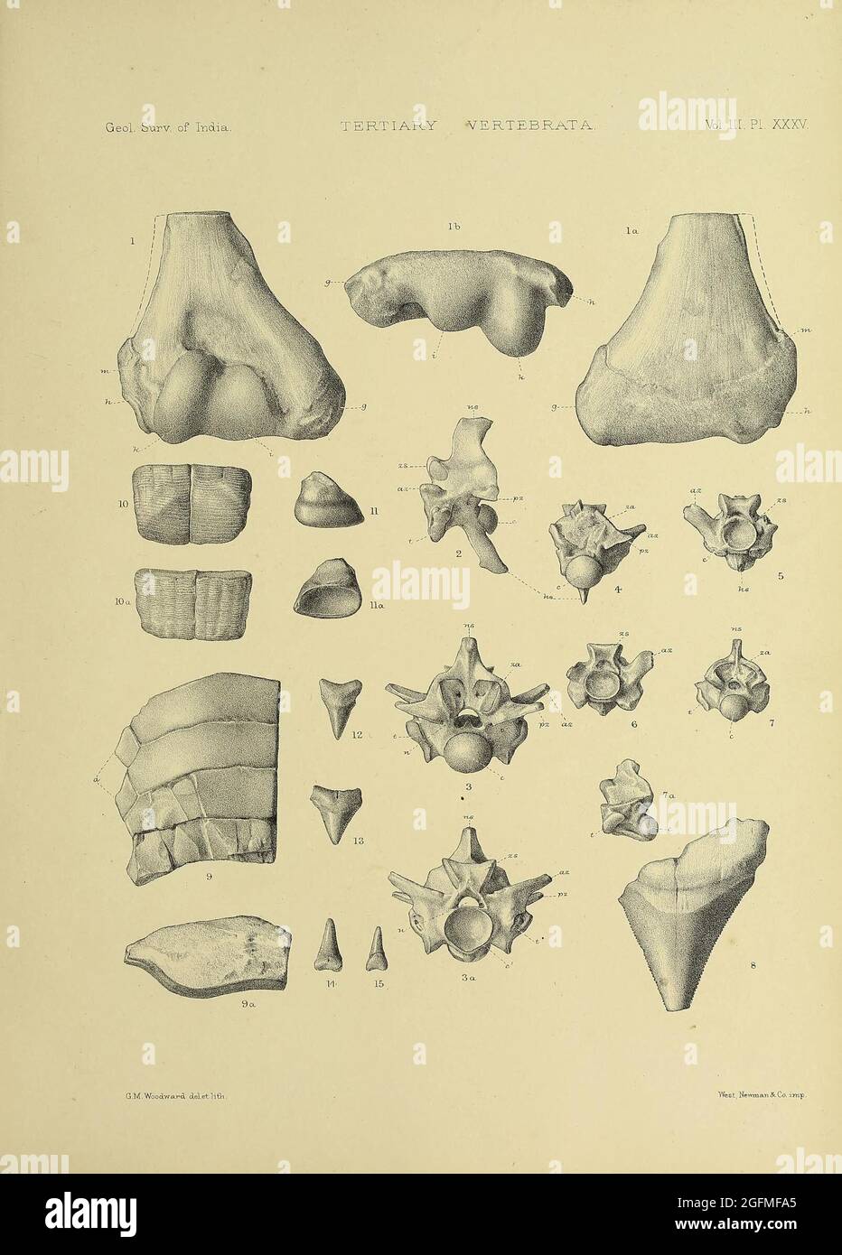 Dead plant office hi-res stock photography and images - Alamy