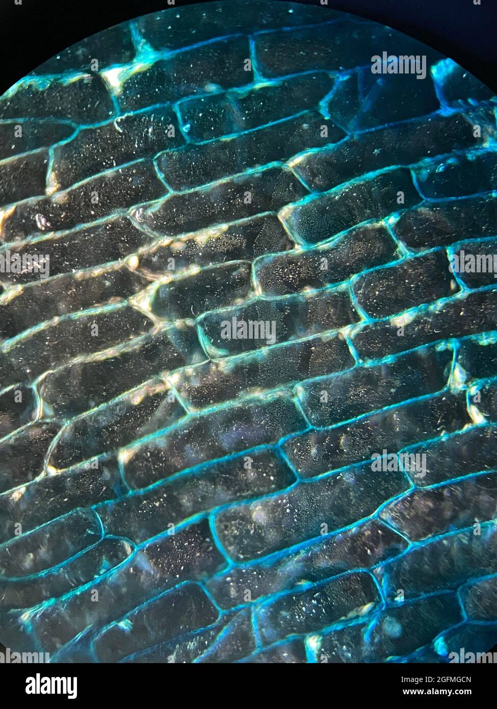 Onion cells hi-res stock photography and images - Alamy