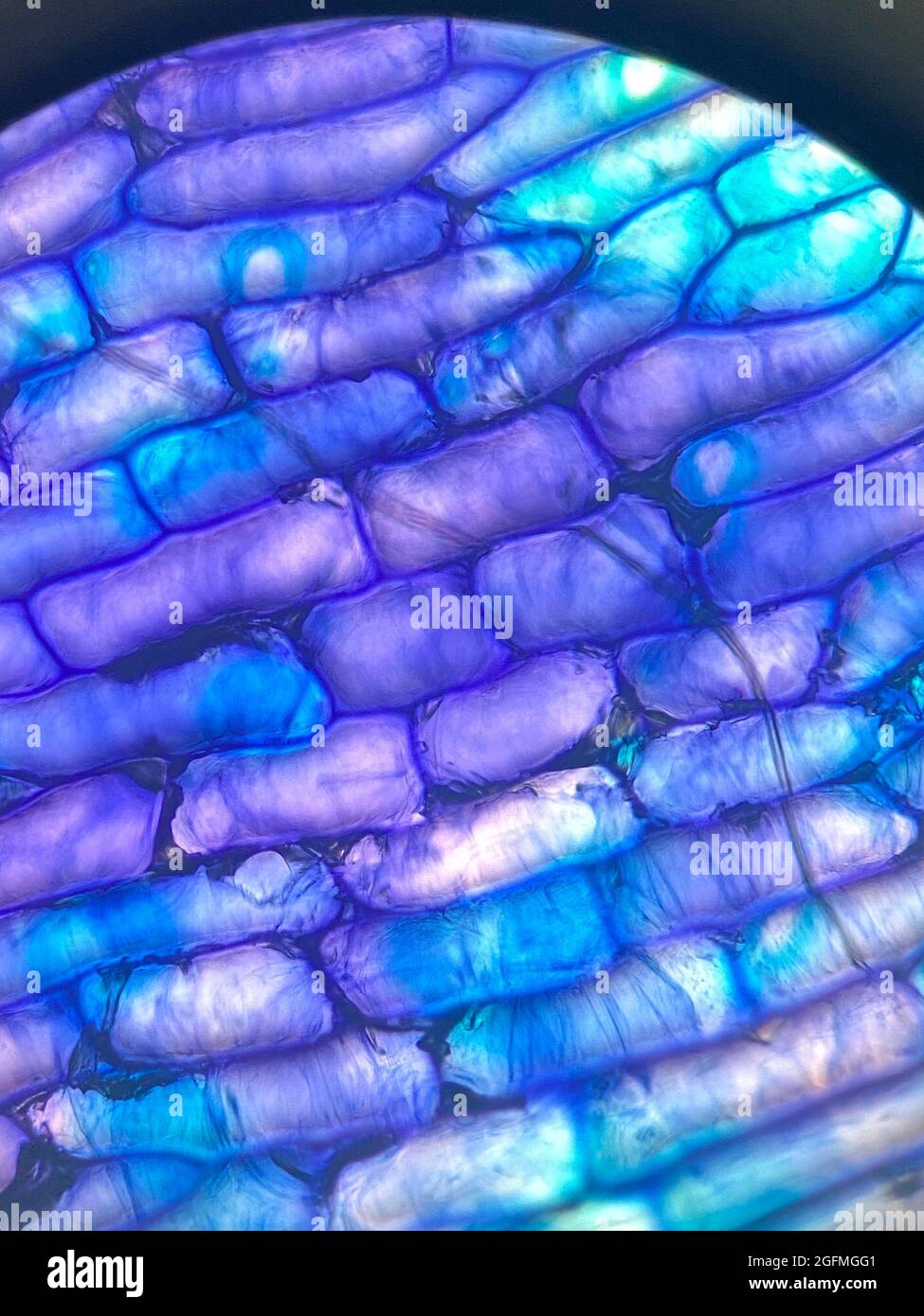 Microscopic View of Stained Onion Epidermal Cells Stock Photo - Alamy