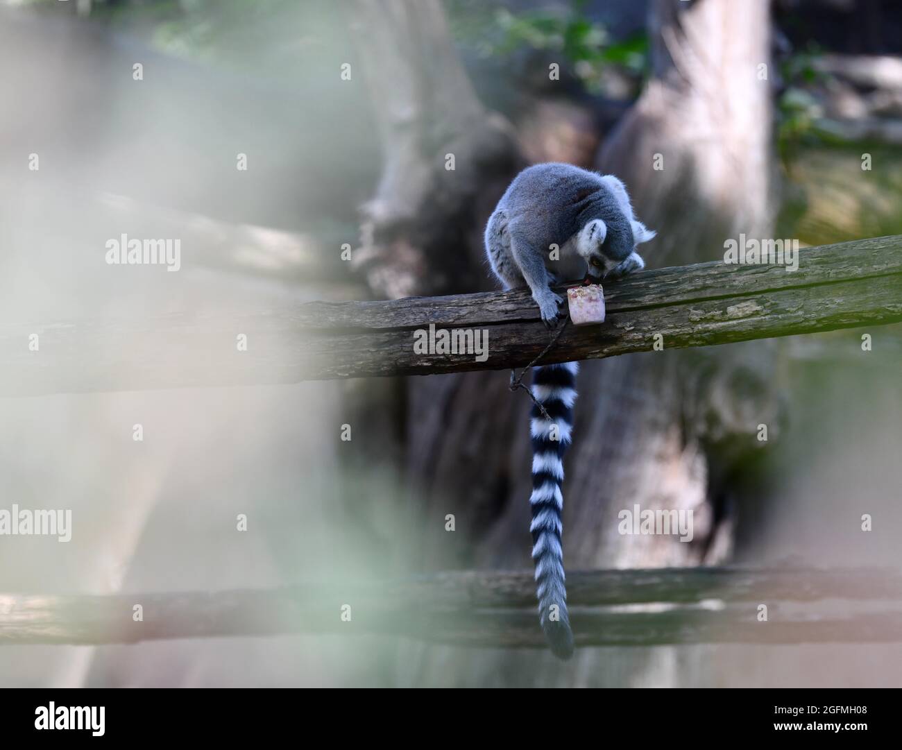 Rome, Italy. 26th Aug, 2021. A ring-tailed lemur eats frozen food to ...
