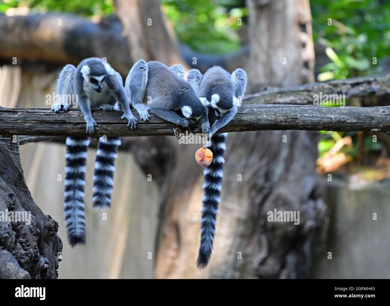 Rome, Italy. 26th Aug, 2021. Ring-tailed lemurs are about to eat frozen ...