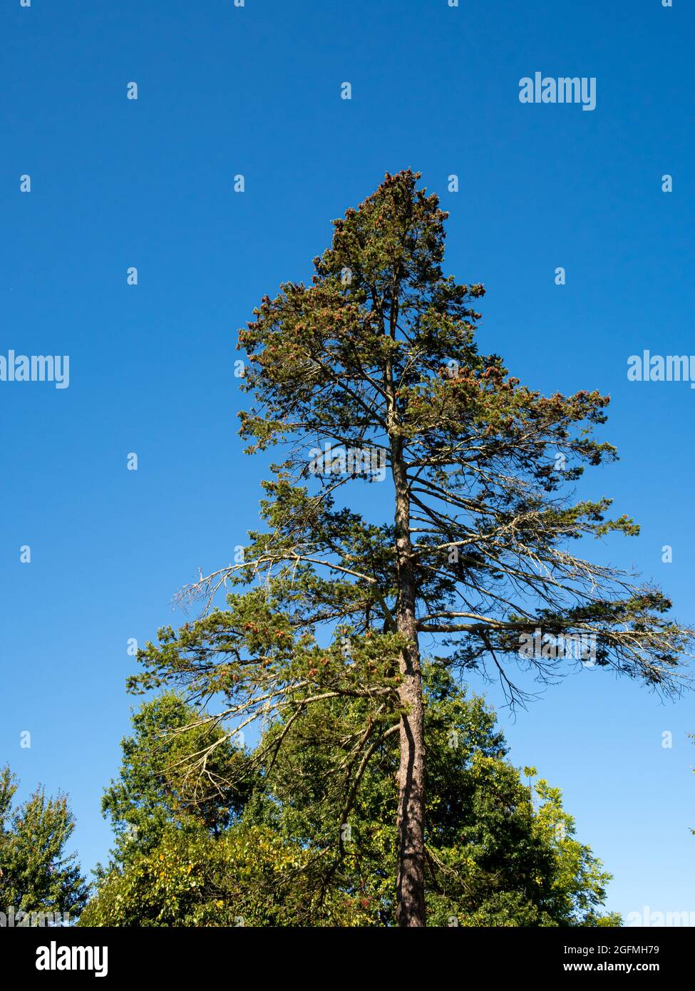High lone pine tree in a clearing in the forest in North America Stock ...