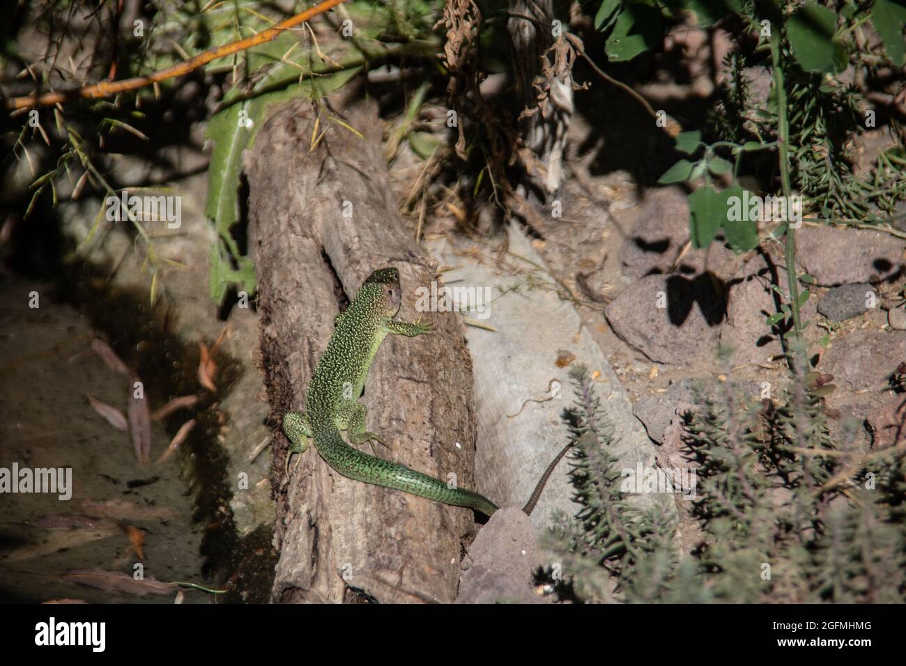 Emerald lizard perches on tree trunk Stock Photo - Alamy