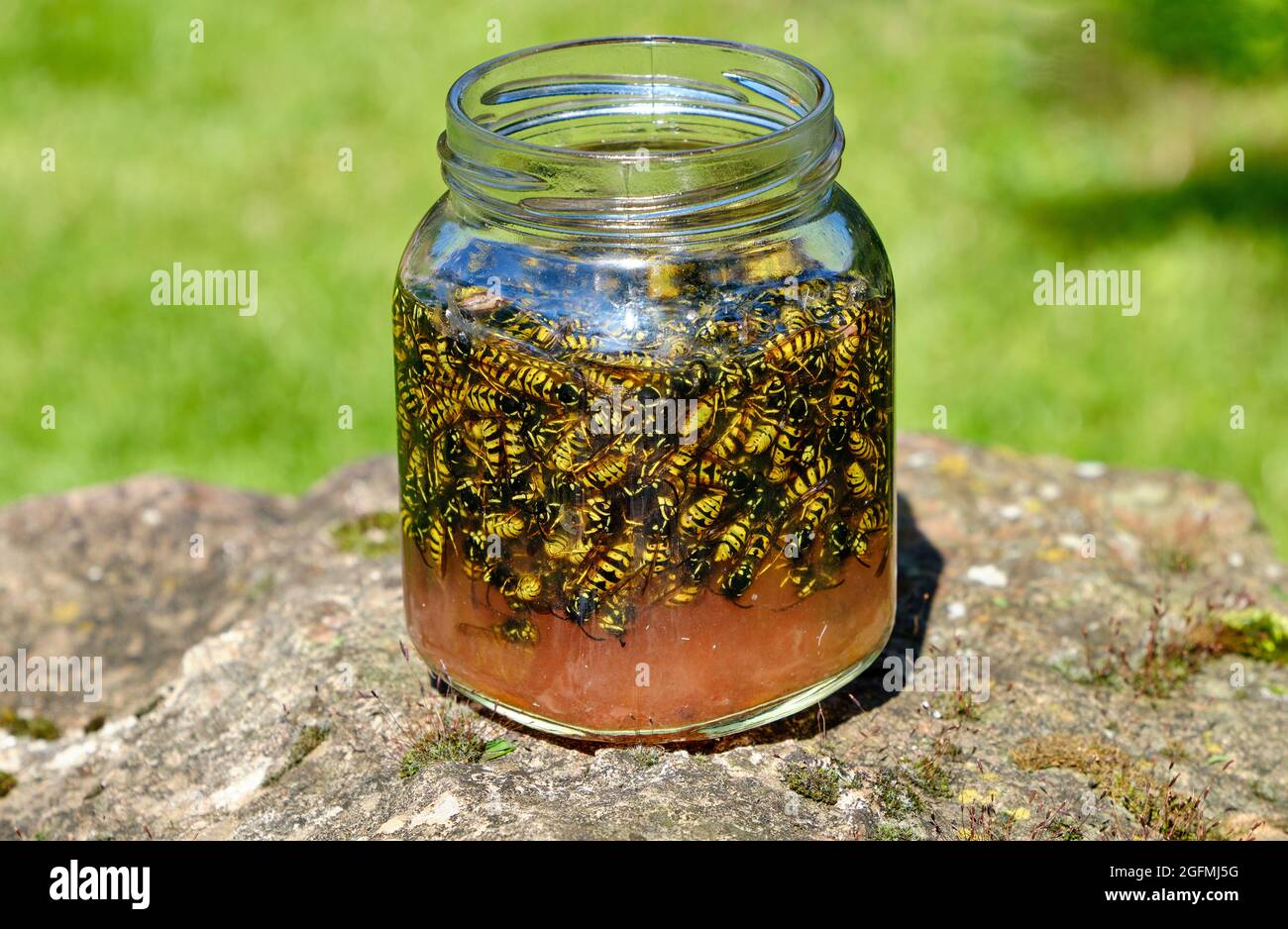 Wasps trap hi-res stock photography and images - Alamy