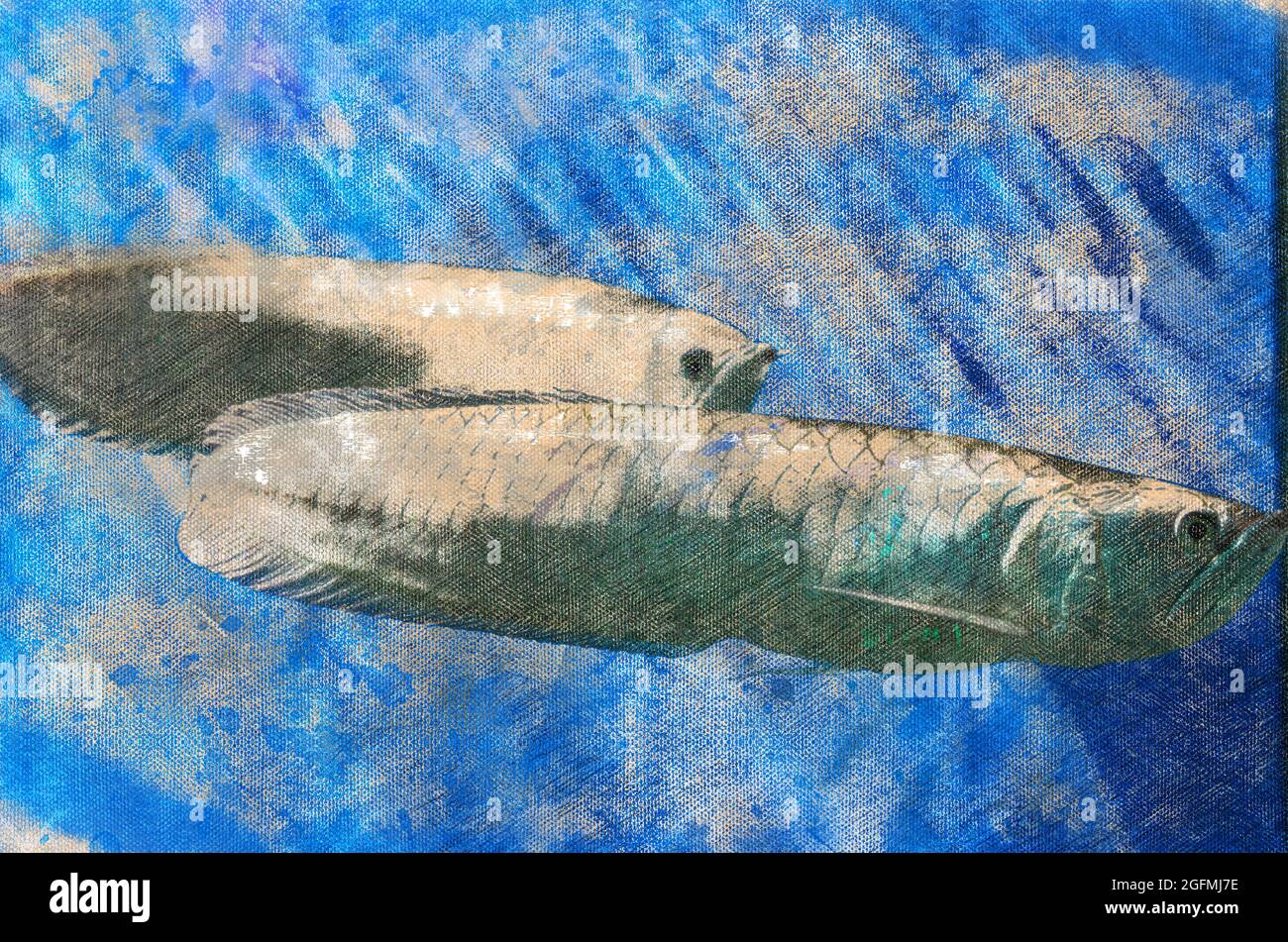 Silver Arowana or Osteoglossum bicirrhosum.Two tropical freshwater fish ...