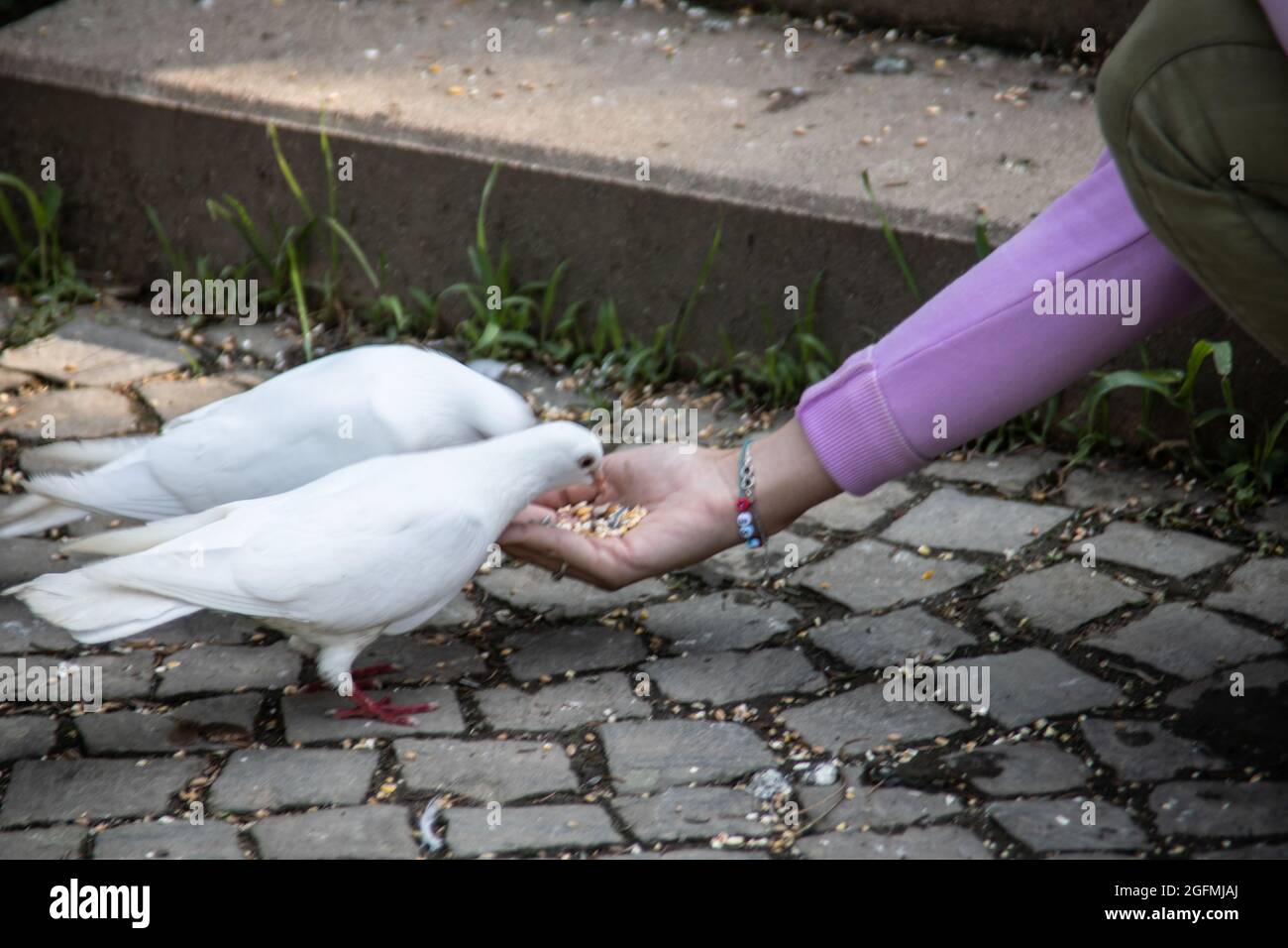 Hand shadows animals hi-res stock photography and images - Alamy
