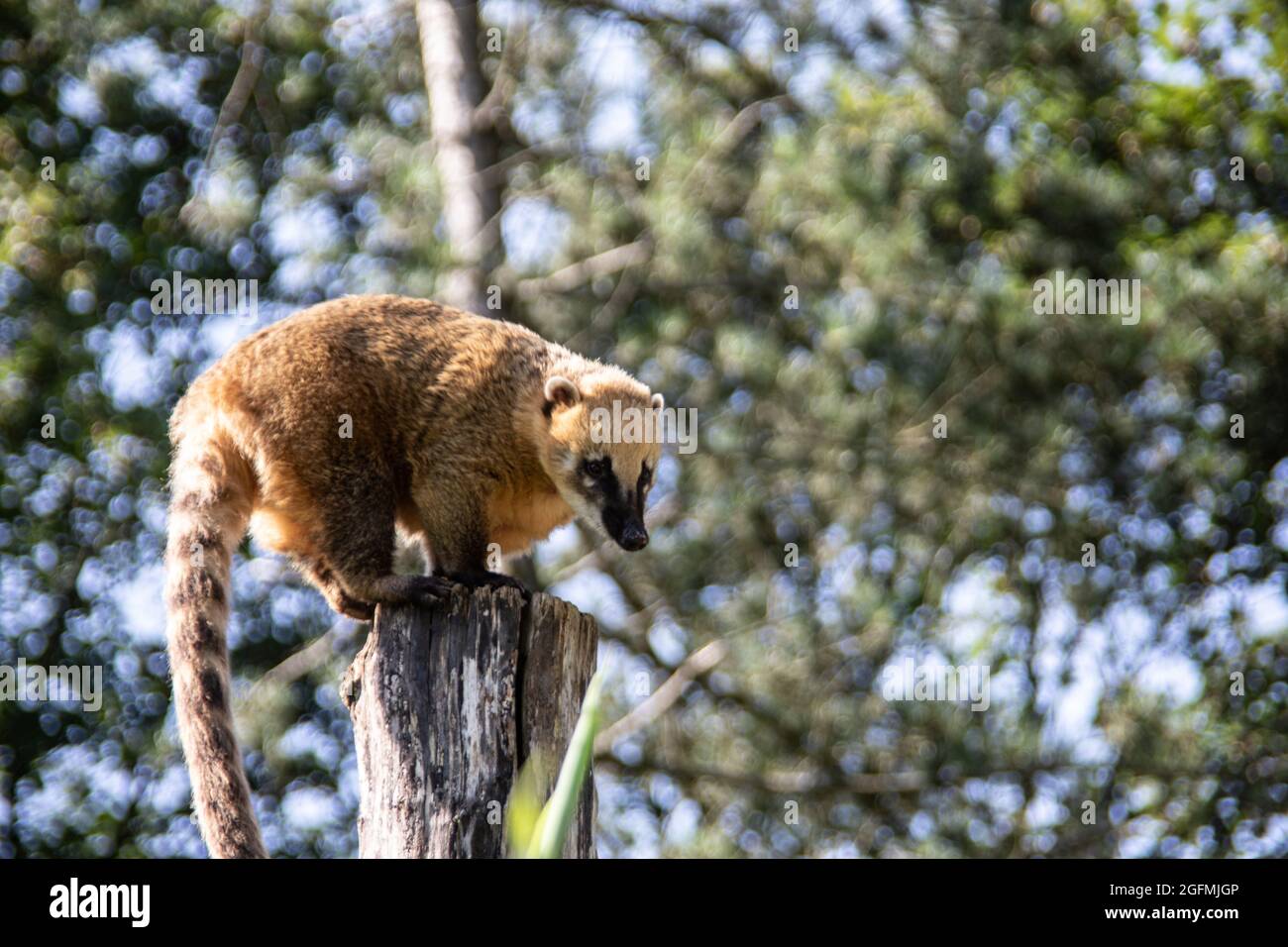 furry little proboscis bears crawl around Stock Photo - Alamy