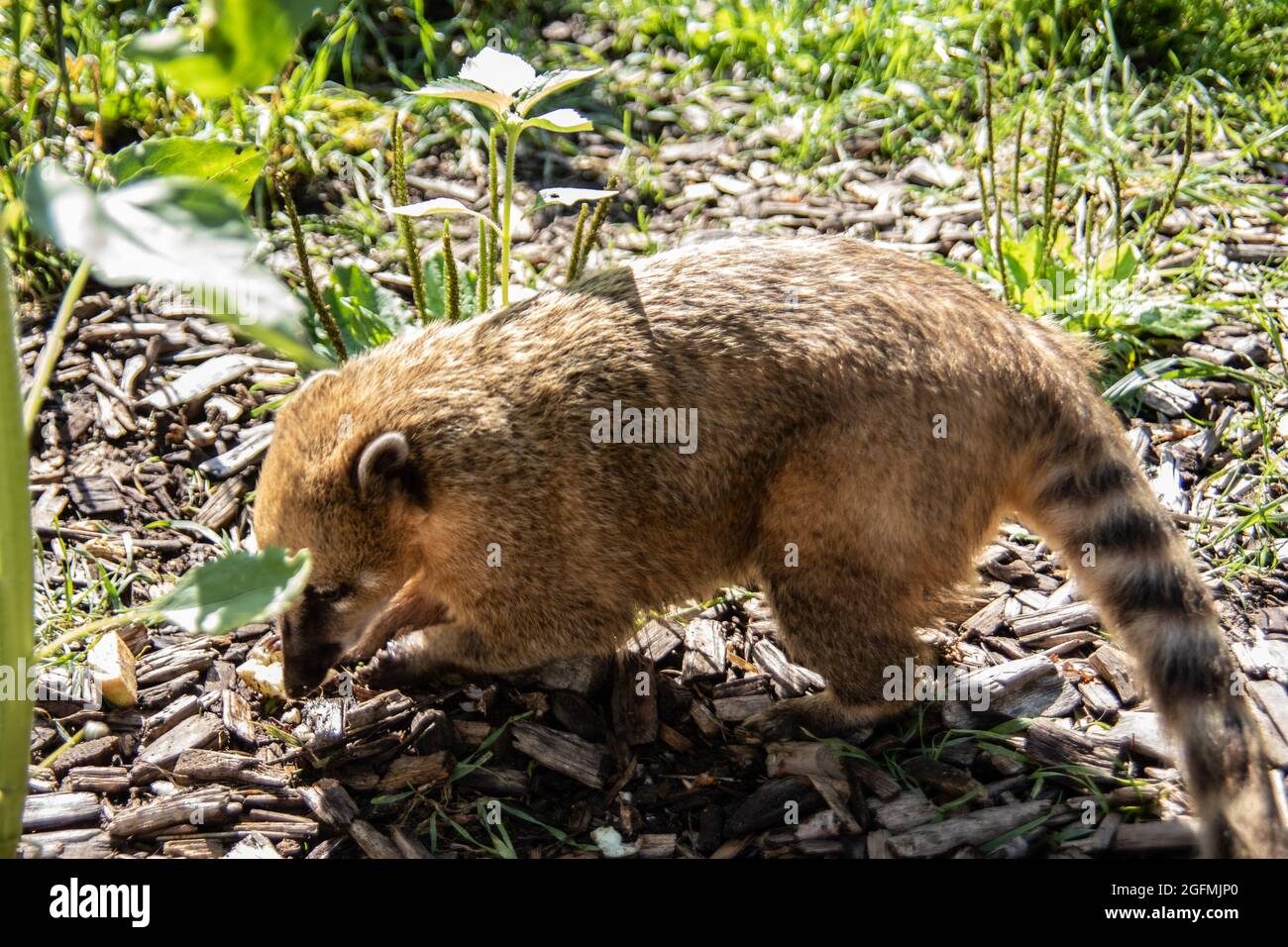 furry little proboscis bears crawl around Stock Photo - Alamy