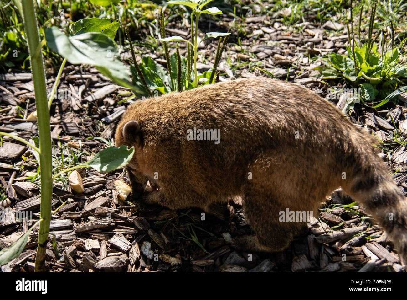 furry little proboscis bears crawl around Stock Photo - Alamy