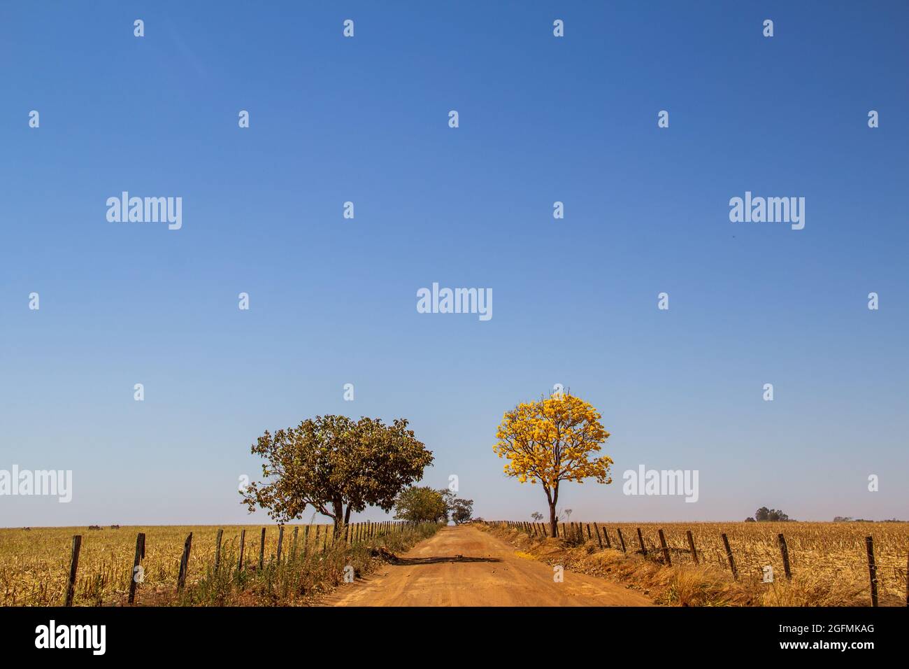 A flowering yellow ipe and another tree on the edge of a road in the ...