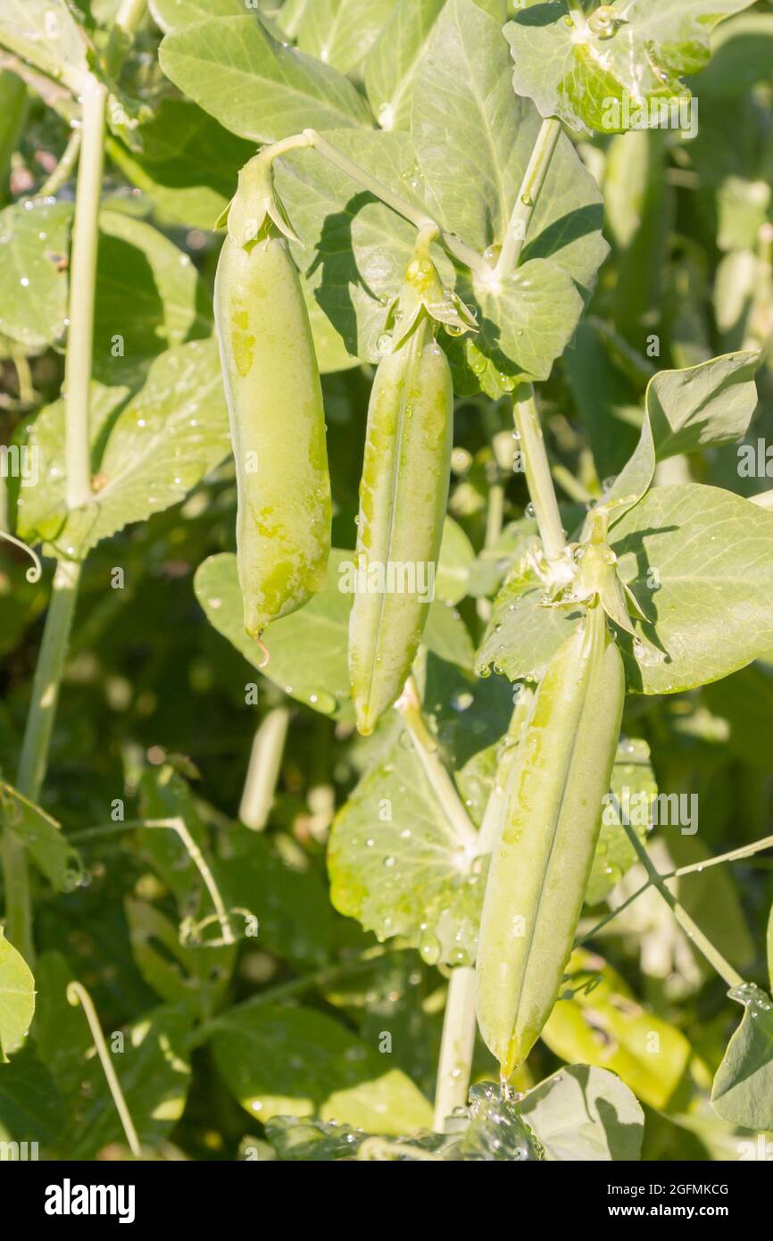 Green pea pods grow in the summer in the garden Stock Photo - Alamy