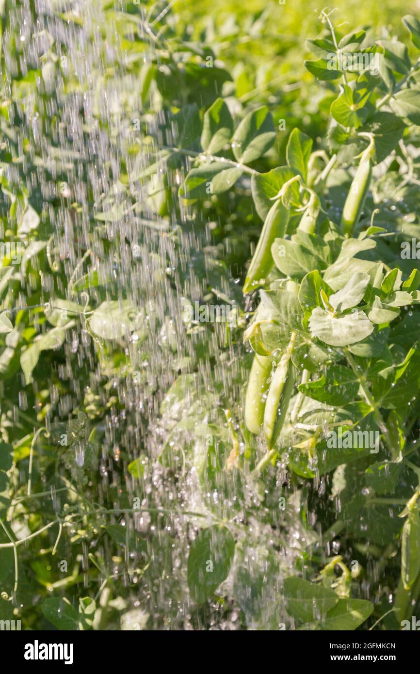 Green pea pods grow in the summer in the garden Stock Photo - Alamy