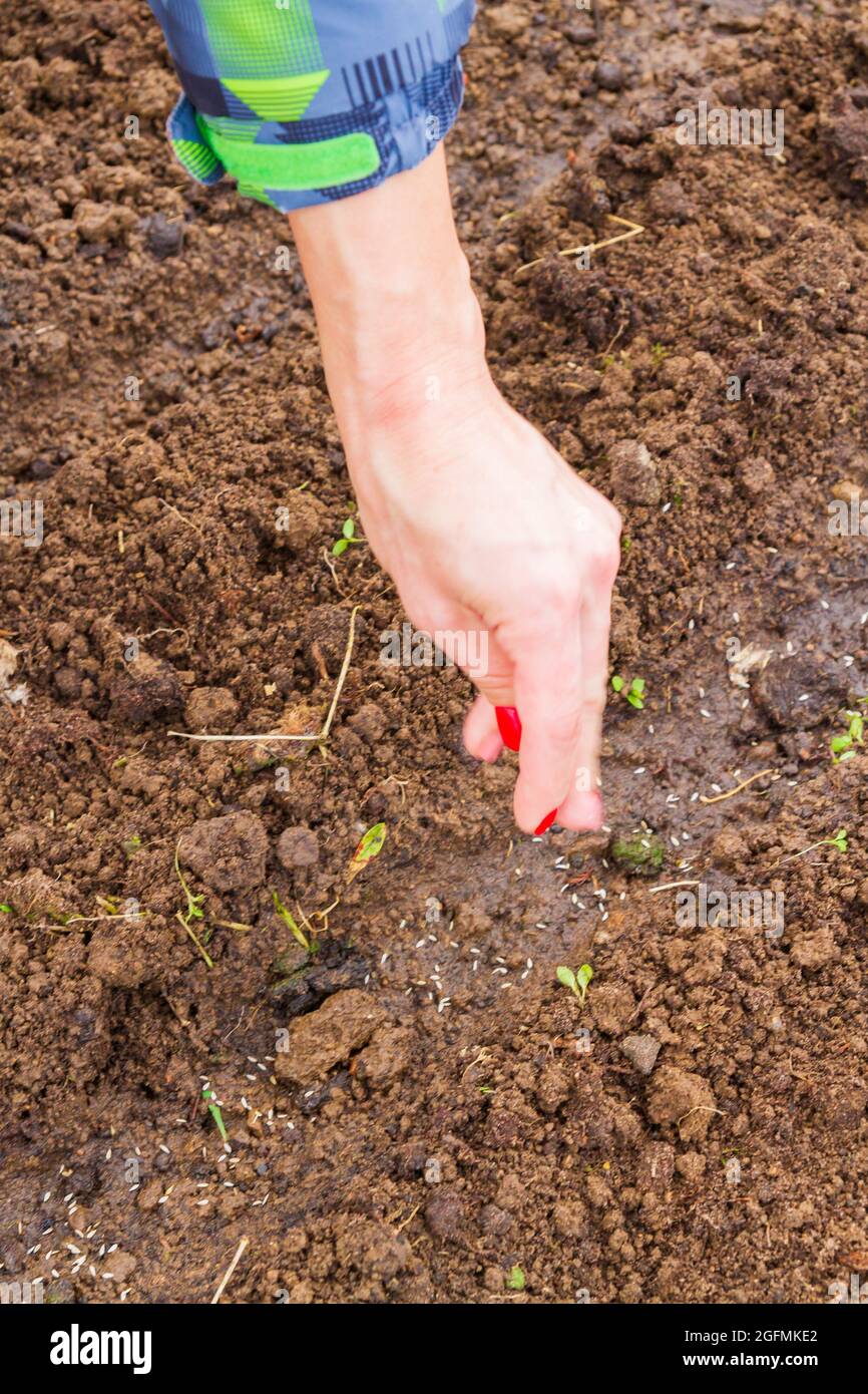 A young female gardener plants seeds in a greenhouse in the spring ...